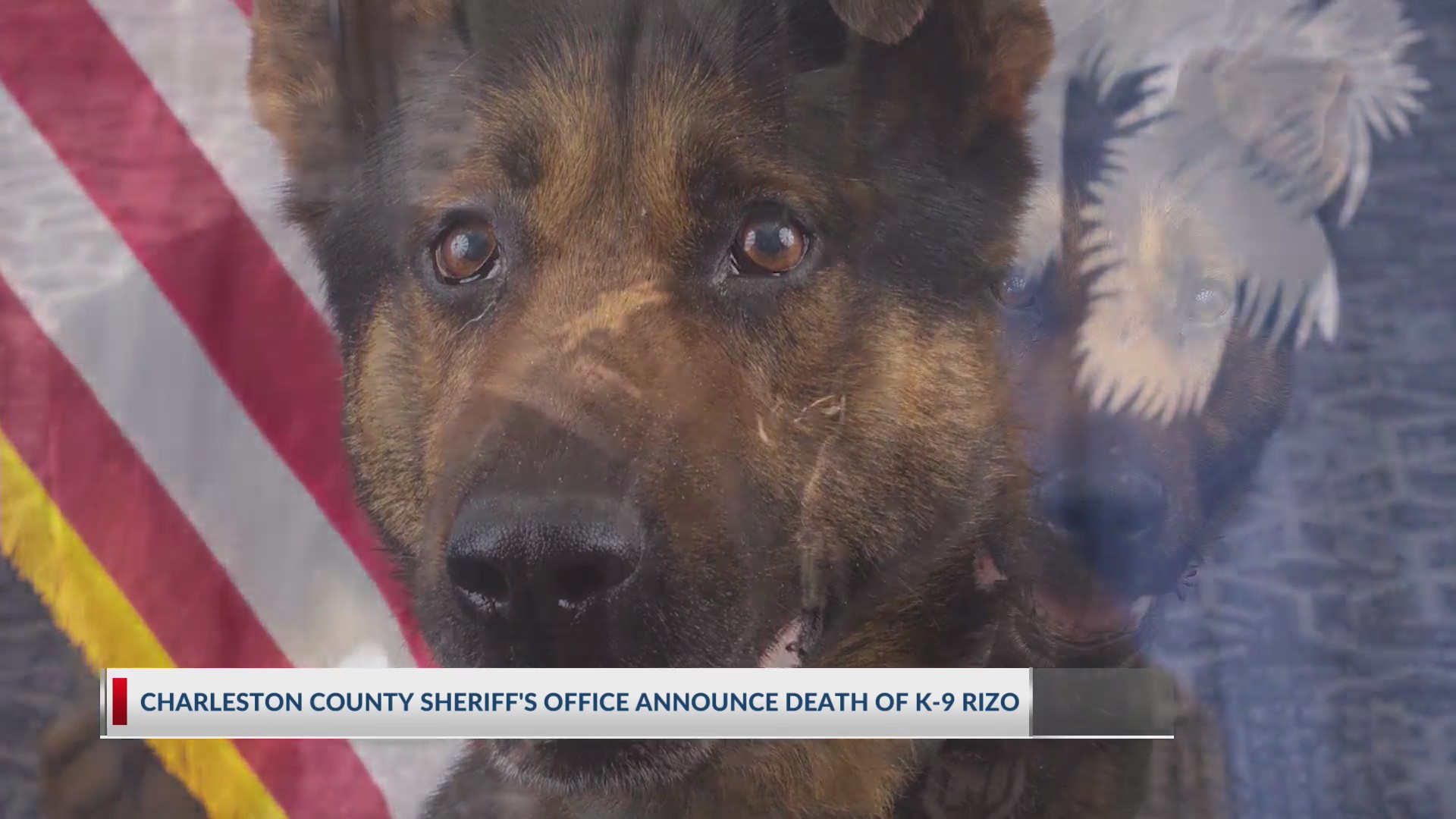 CCSO announces death of K9 Rizo – WCBD News 2