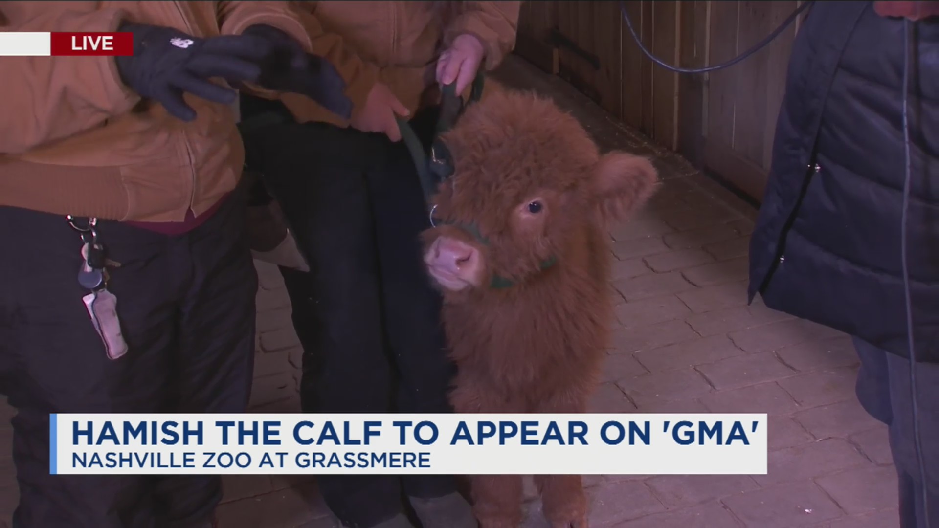 Hamish the Highland Calf goes viral – WKRN News 2