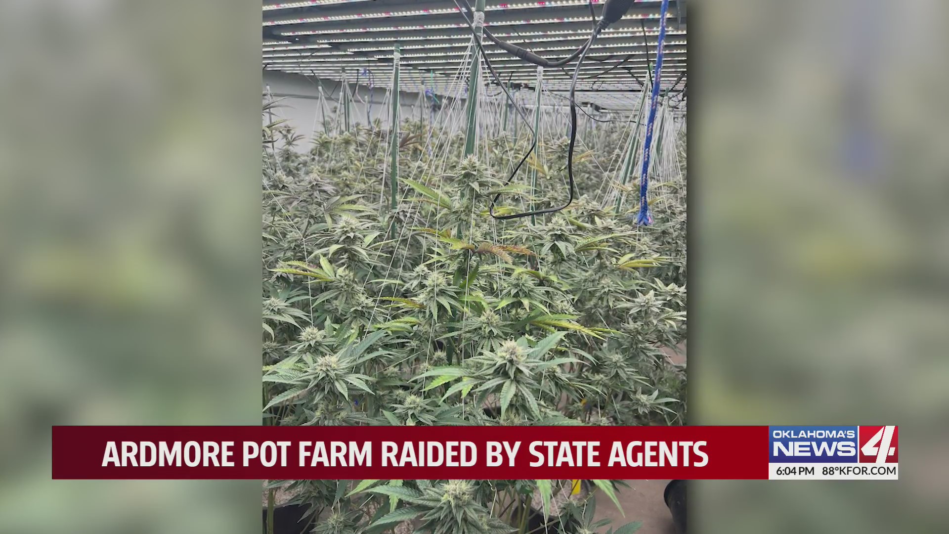 Ardmore pot farm raided by state agents – KFOR.com Oklahoma City