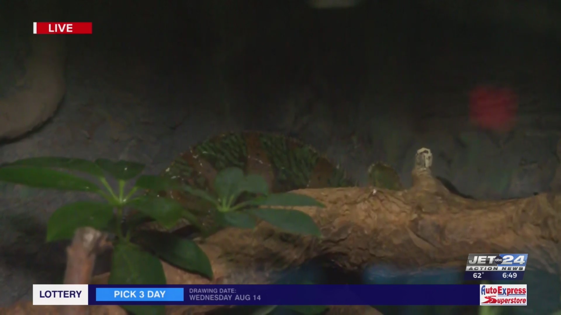 Wild Stuff– Wednesday was World Lizard Day part two – WJET/WFXP ...
