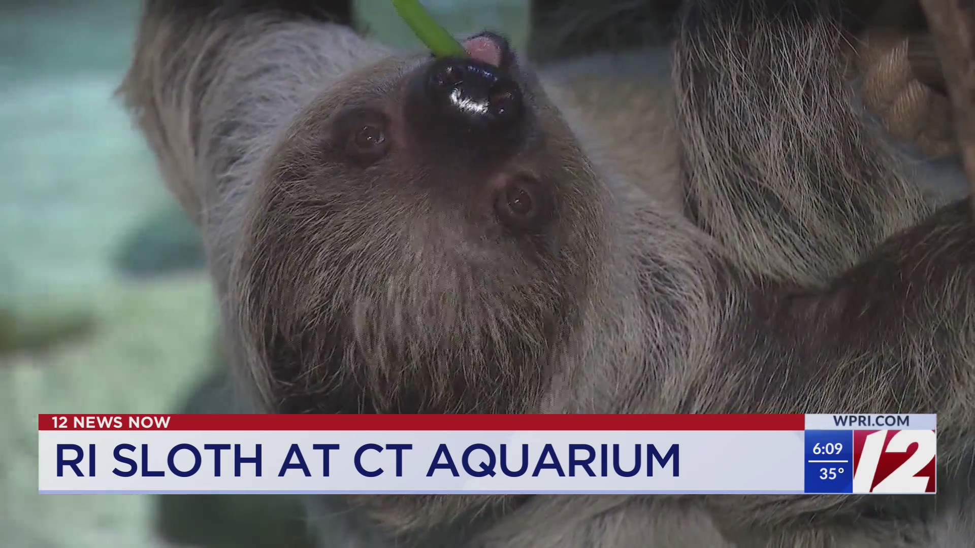 Roger Williams Park Zoo sloth moves to Connecticut aquarium – WPRI.com