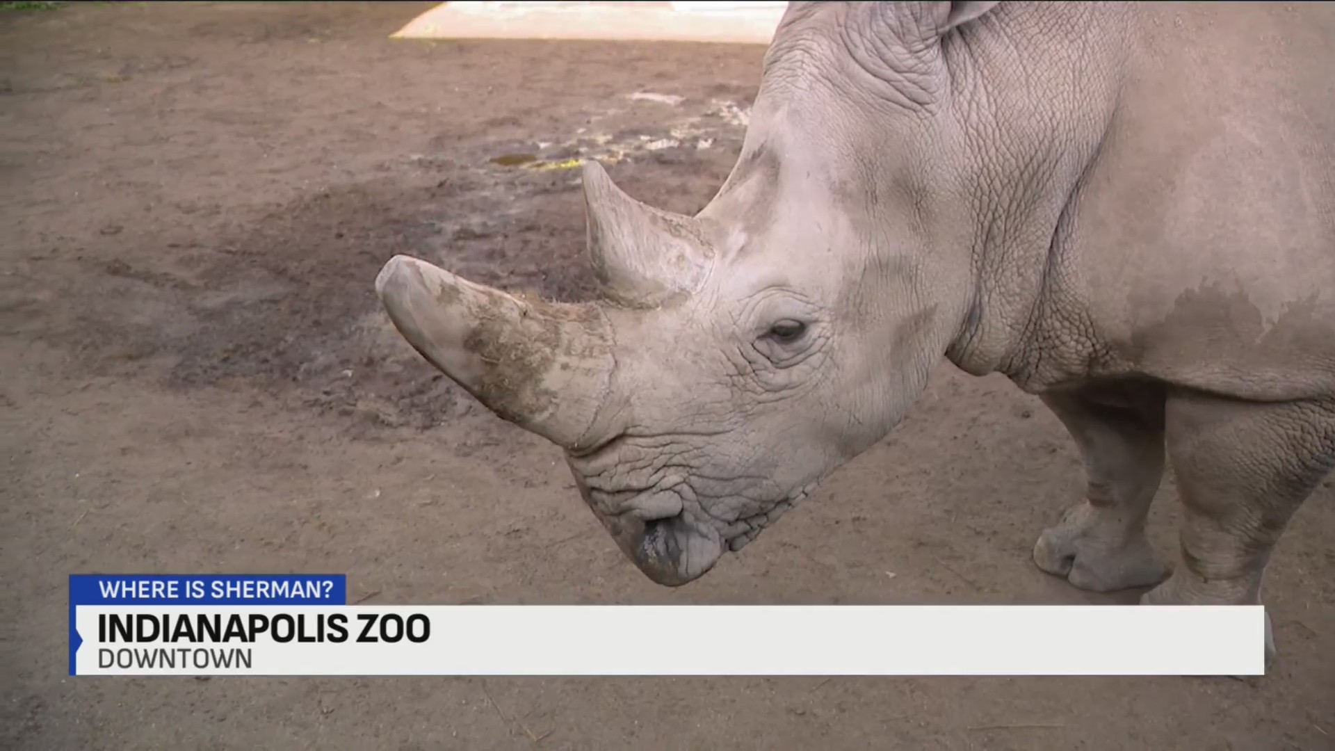 Where is Sherman? The Indianapolis Zoo, The Rhino Exhibit, Part 2 – Fox 59