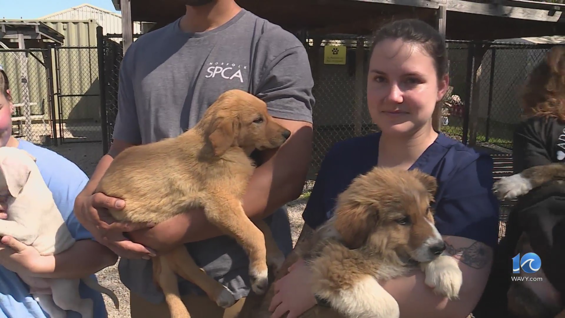Norfolk SPCA needs help – WAVY.com