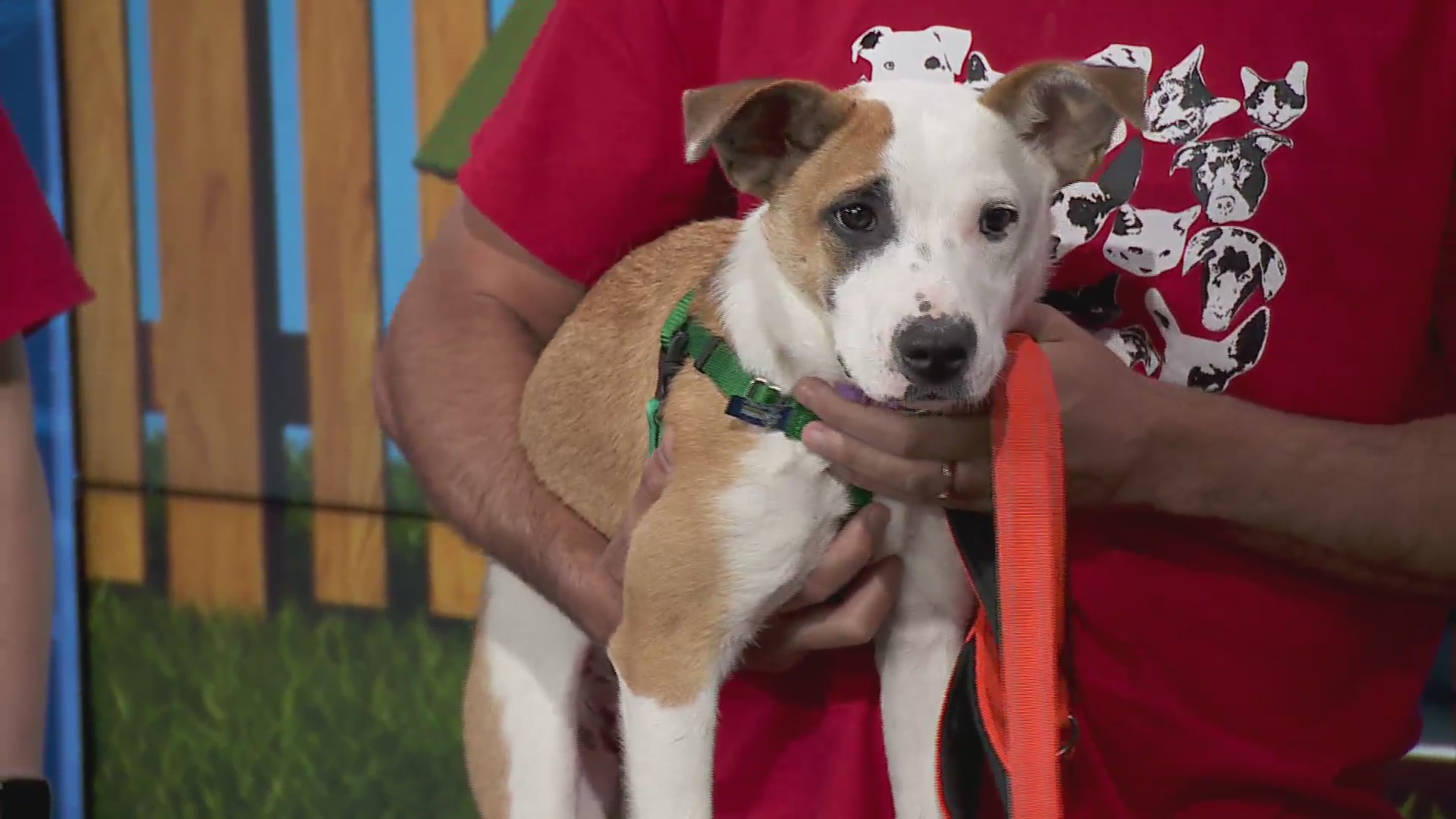 Adopt a Pet: C.A.R.E – WGN-TV