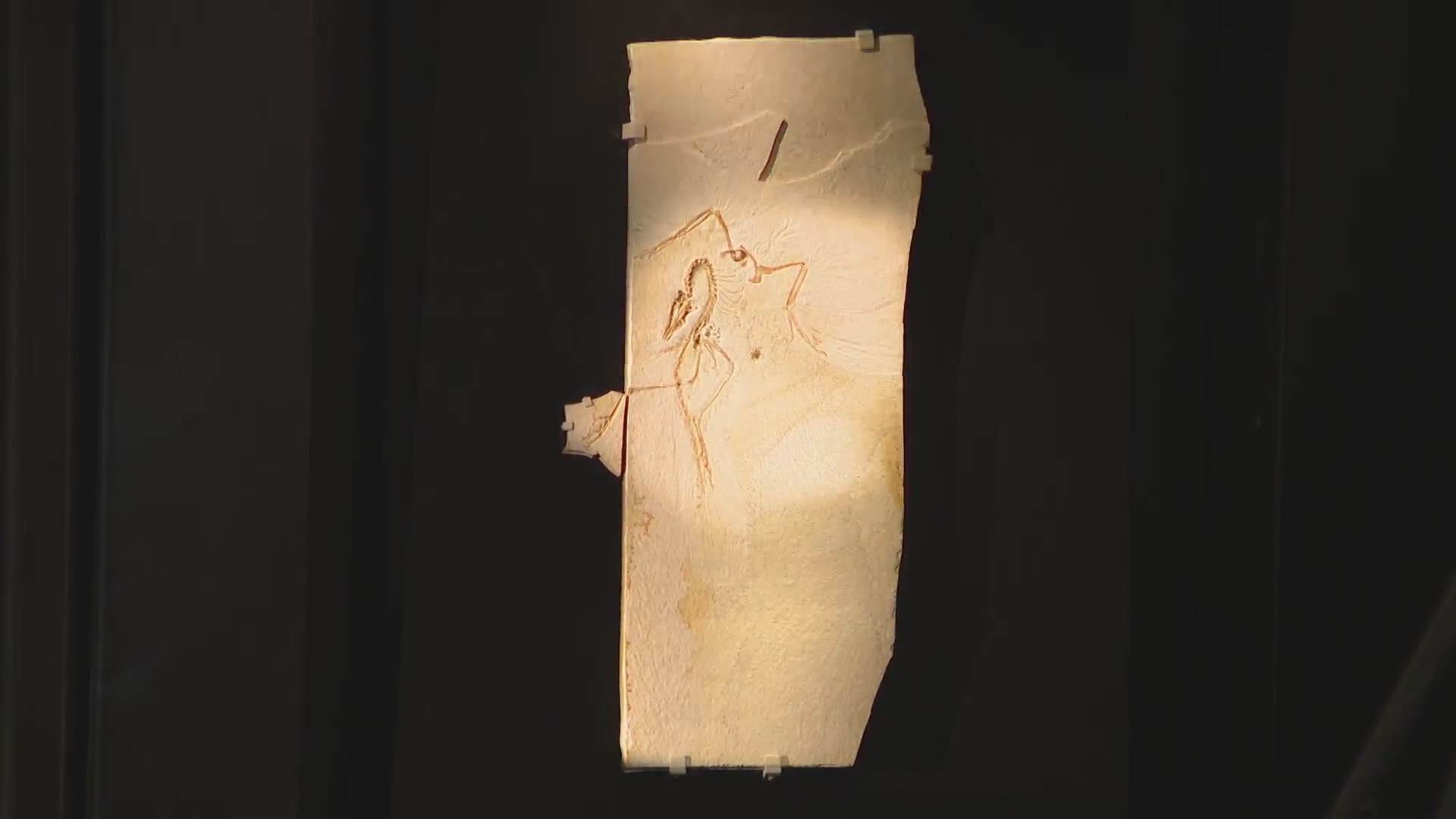 Field Museum acquires fossil of earliest known bird – FOX 2