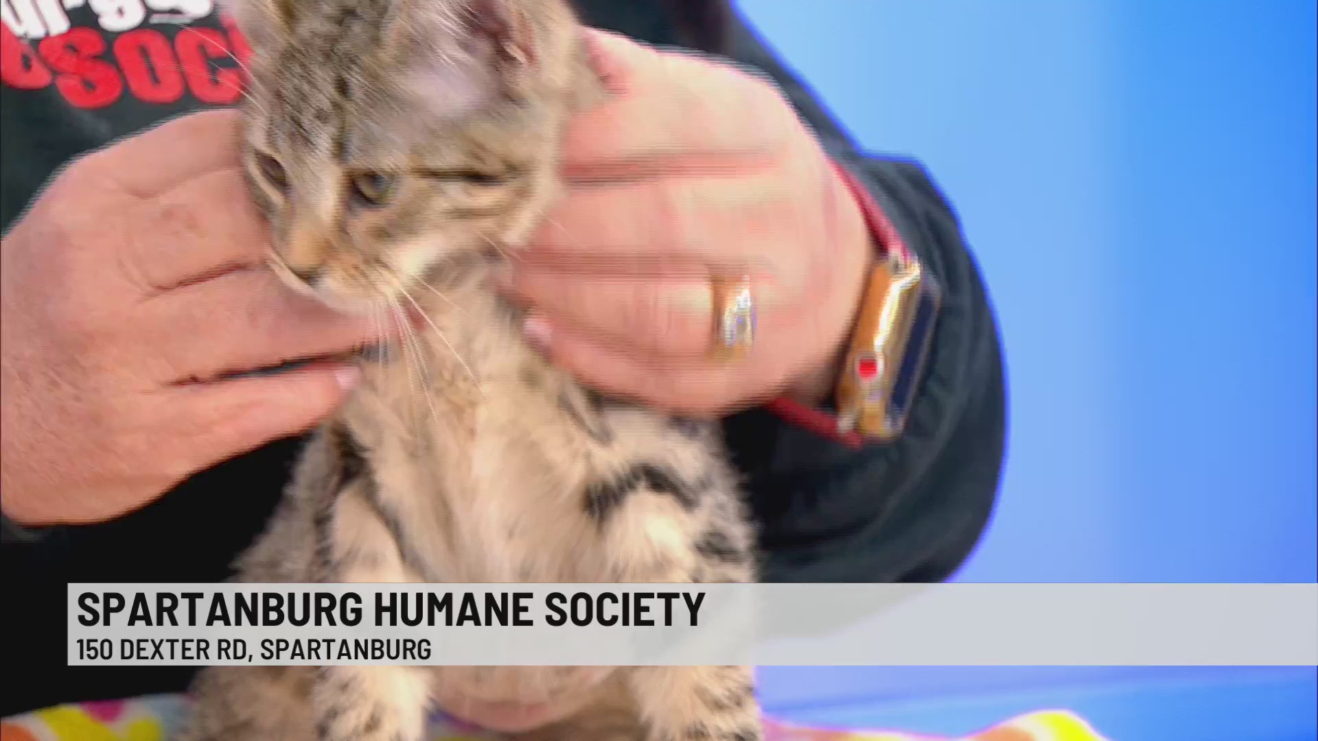 Pet of the Week: Cleopatra – WSPA 7NEWS