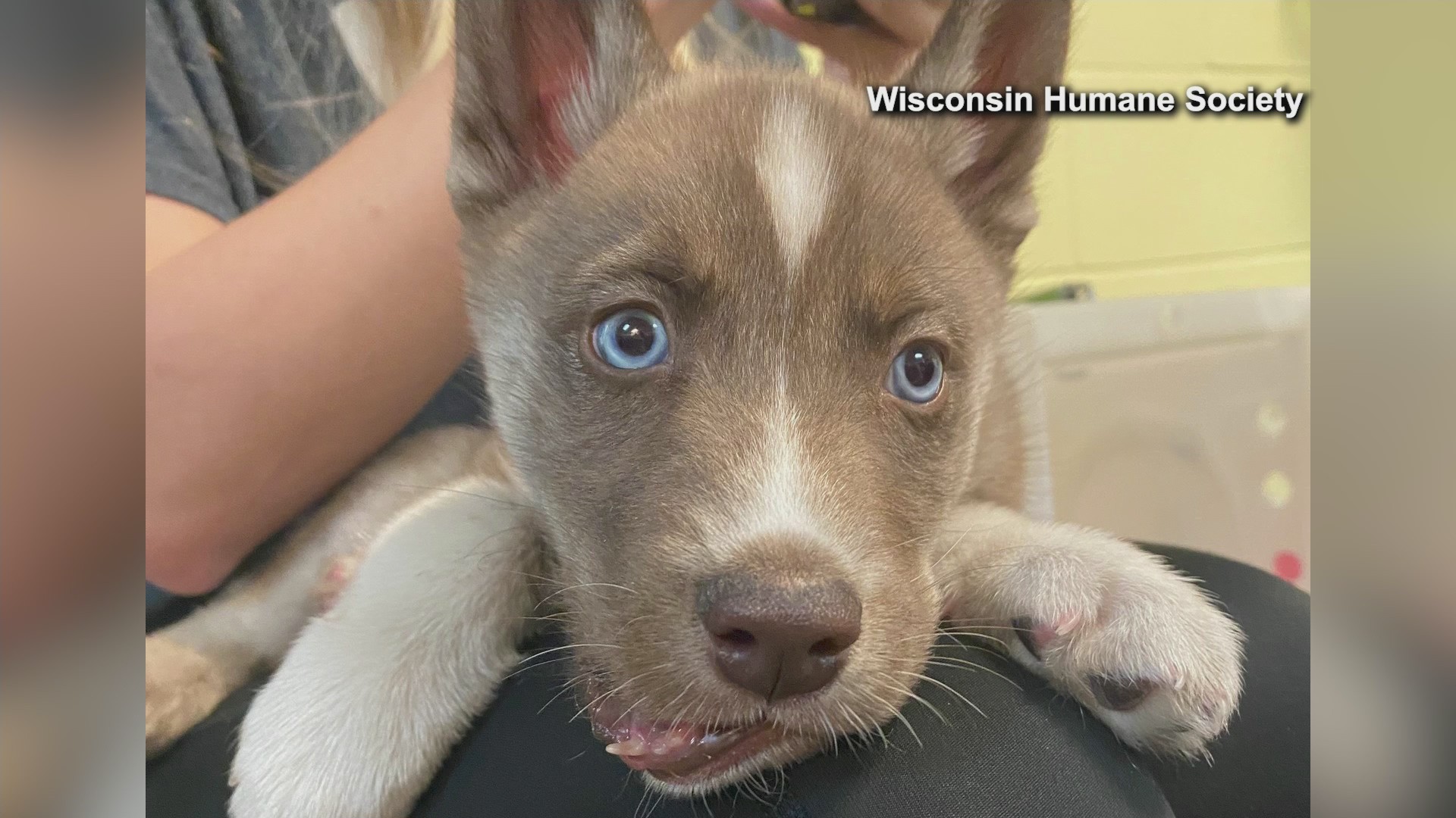 Wisconsin Humane Society helps give local stray puppy a new lease on ...