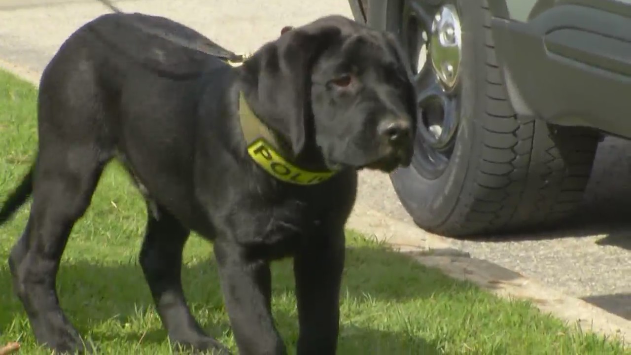 Bennington PD gets new K9 – NEWS10 ABC
