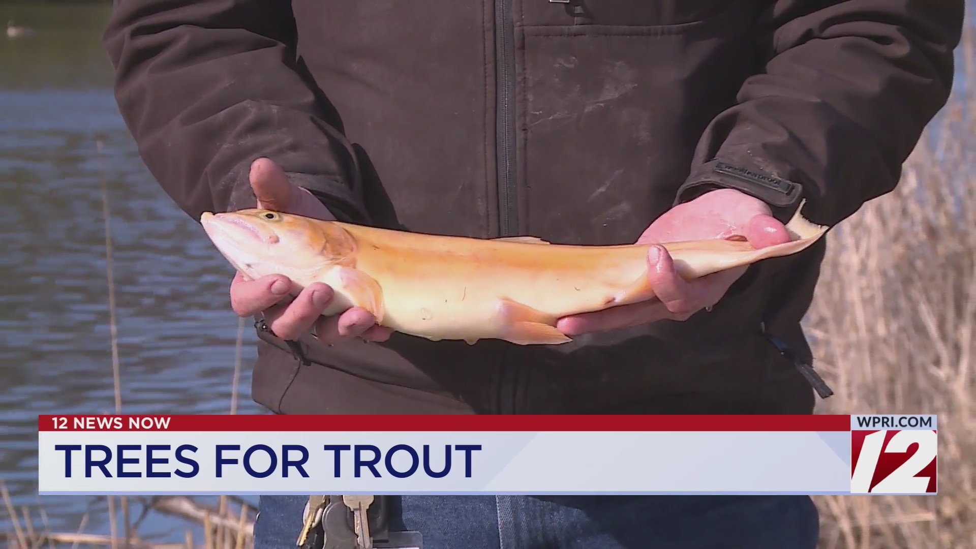 How the DEM will turn your Christmas tree into habitat for trout – WPRI.com