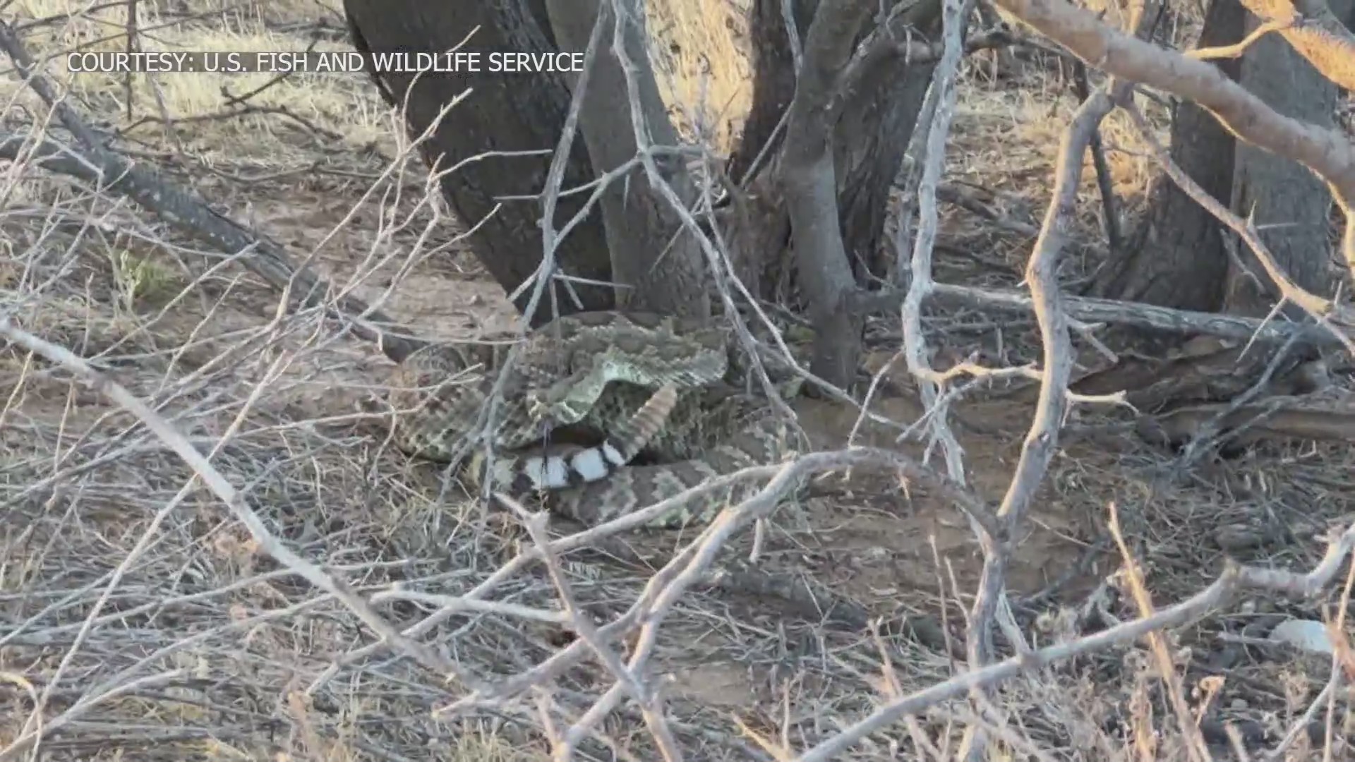 New Mexico National Park Service explains anatomy behind rattlesnake ...