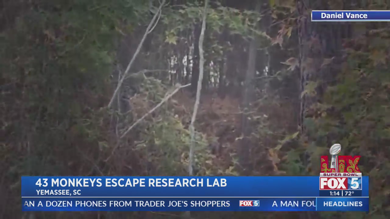 43 monkeys remain on the run from S.C. lab. – FOX 5 San Diego & KUSI News