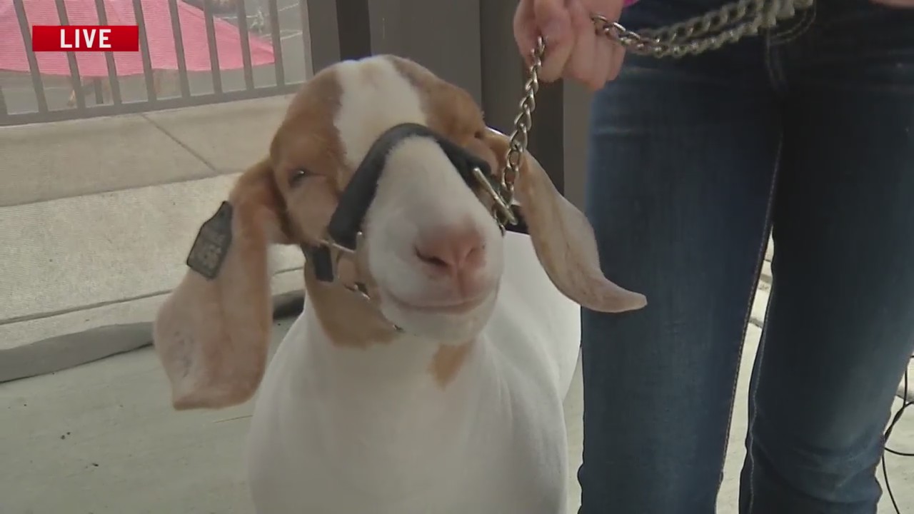 Erie County Fair: Jack the goat shown at the fair for the first time ...