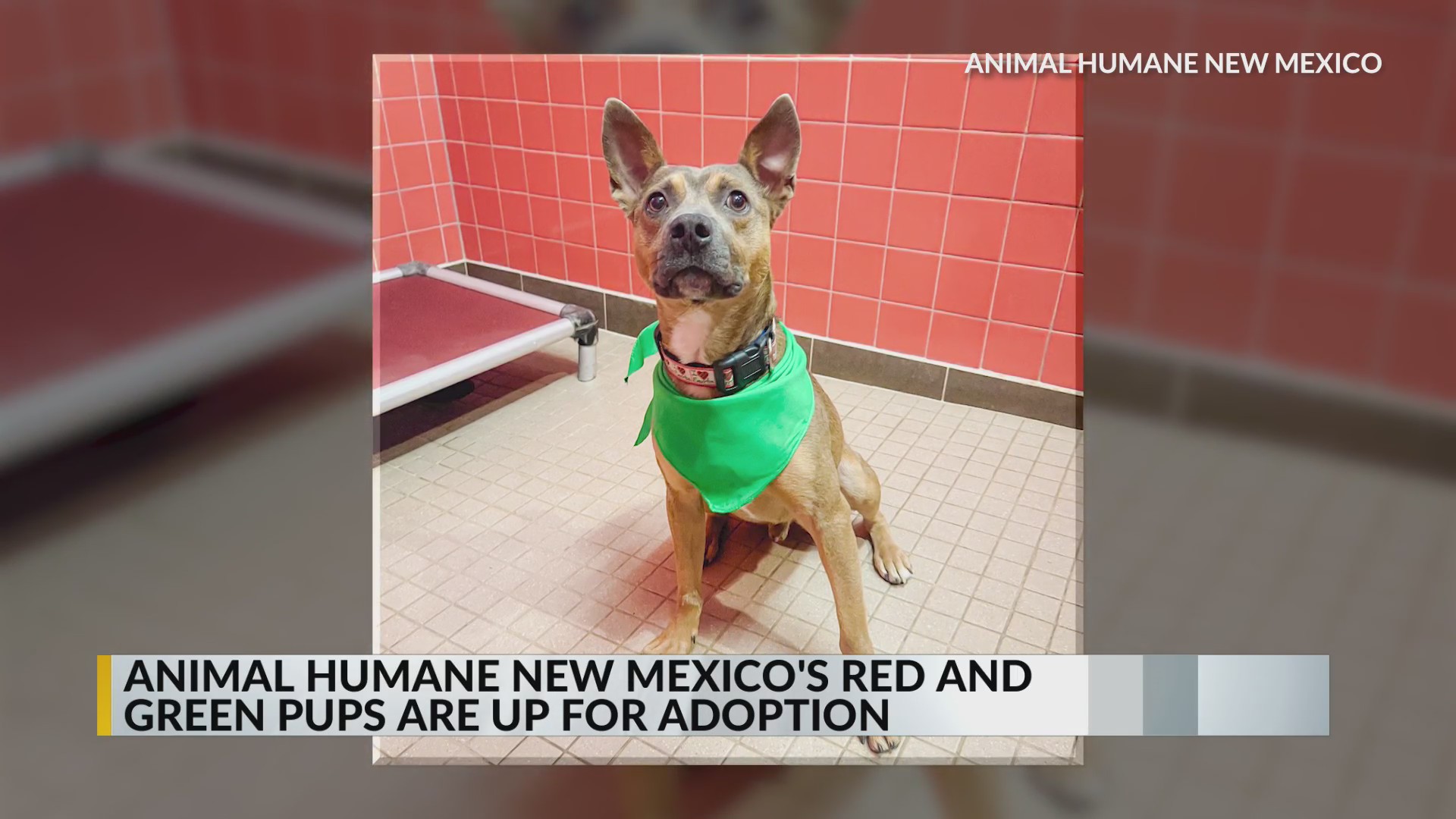 Animal Humane New Mexico’s red and green pups are up for adoption ...