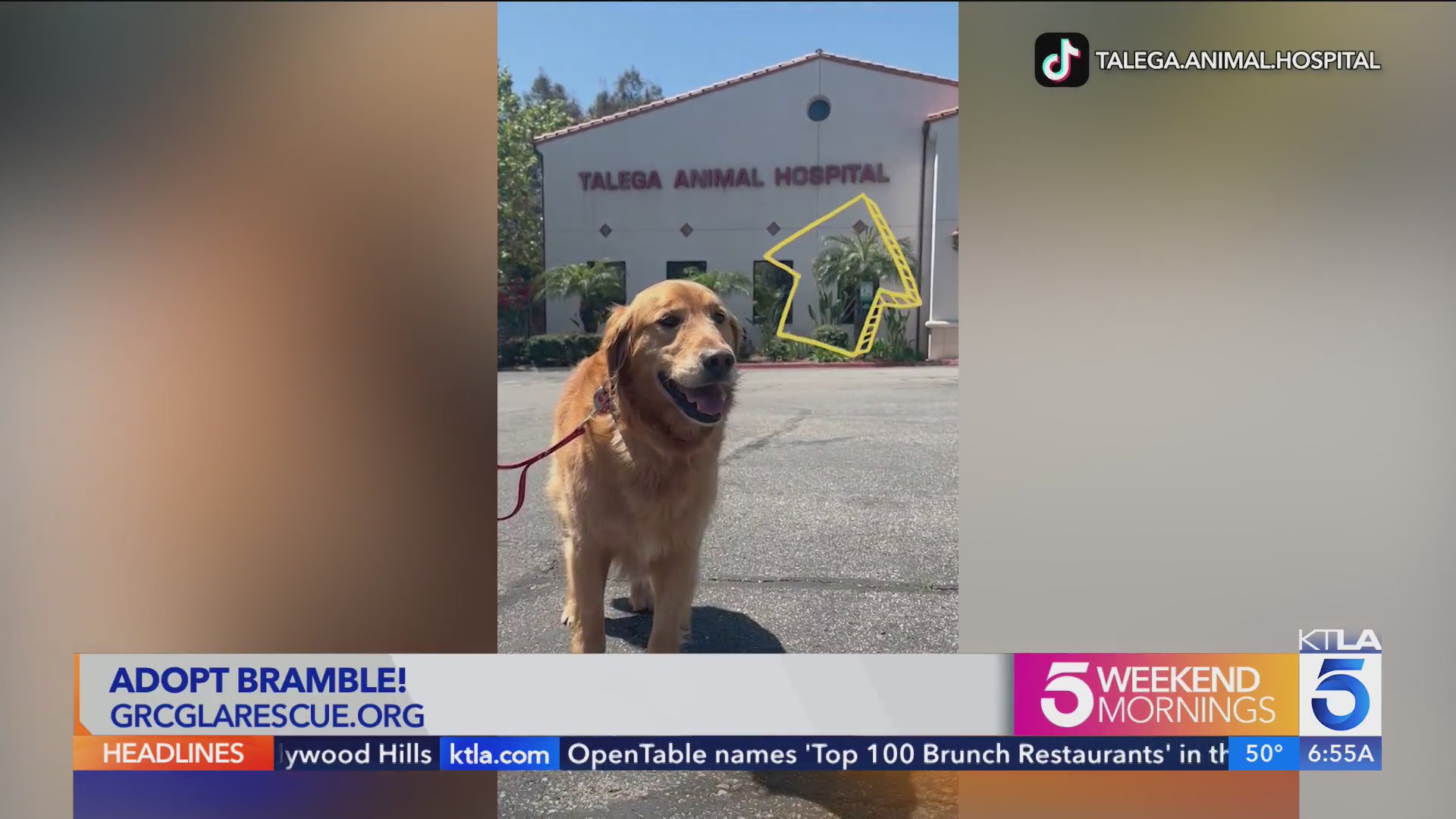 Kacey’s Cause 4 Paws: Adopt Bramble! – KTLA