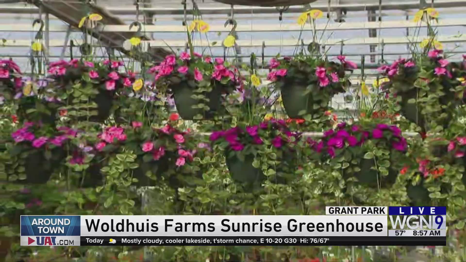 Around Town – Woldhuis Farms Sunrise Greenhouse – WGN-TV