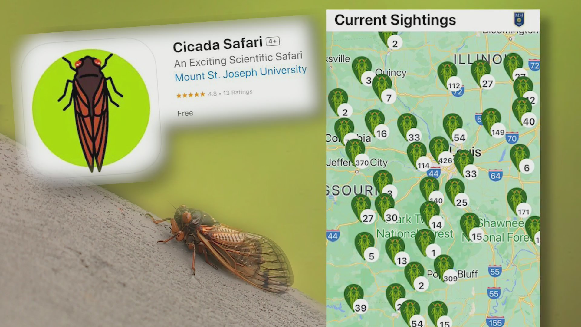 Cicada safari app helping researchers learn more about the bug – FOX 2