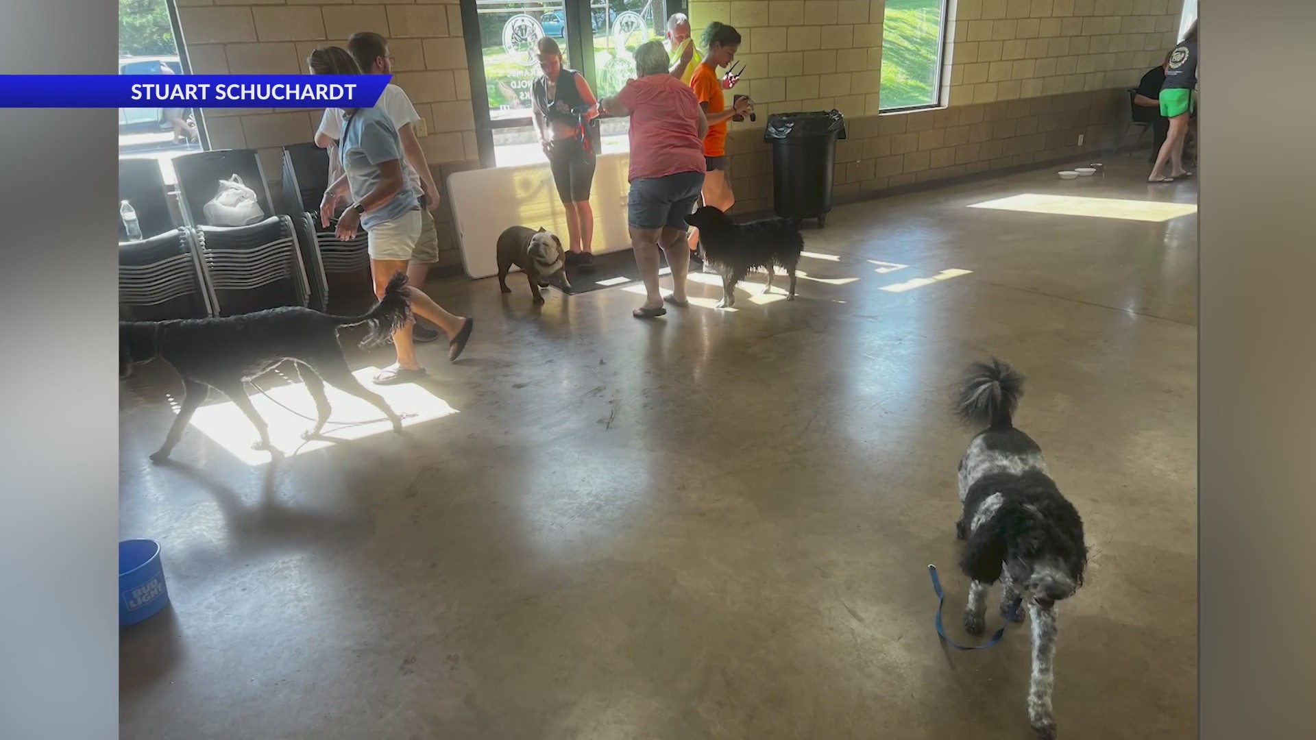 70 dogs rescued after fire at dog daycare – FOX 2