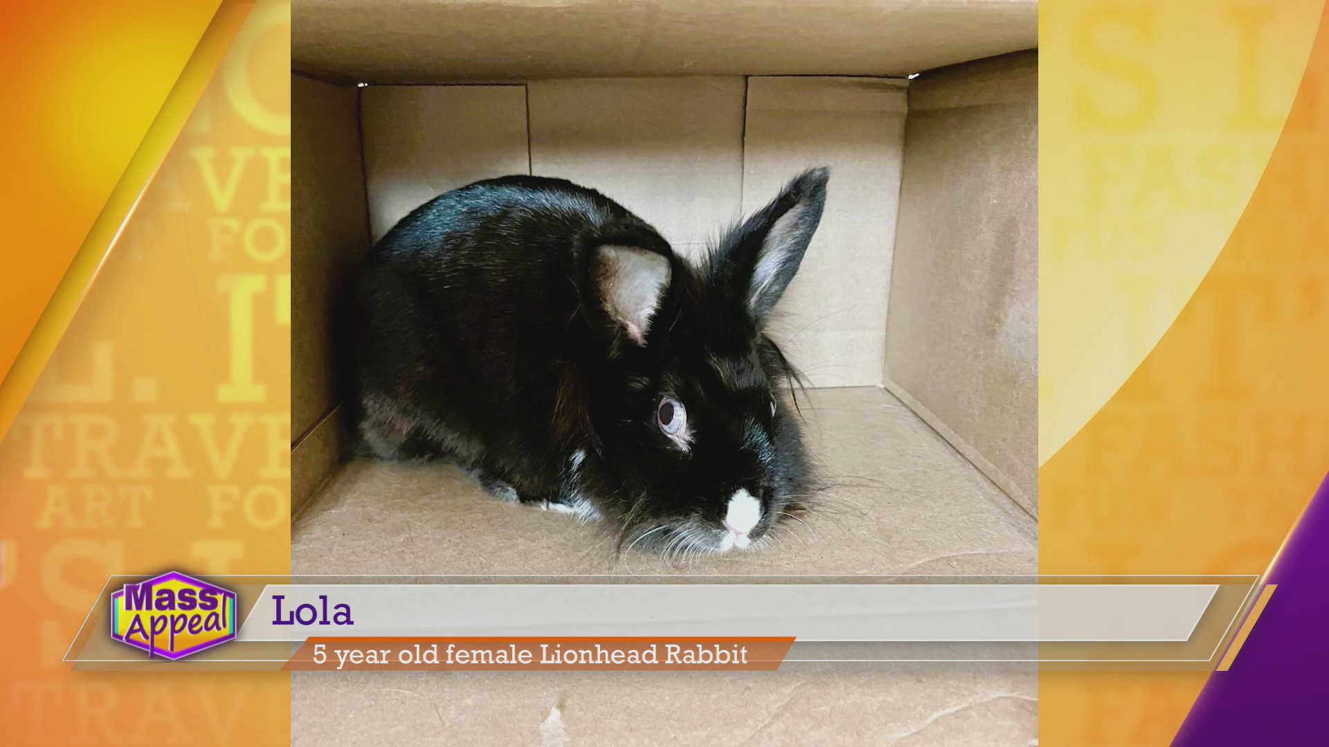 Mass Appeal Pet of the Week: Meet Lola! – WWLP