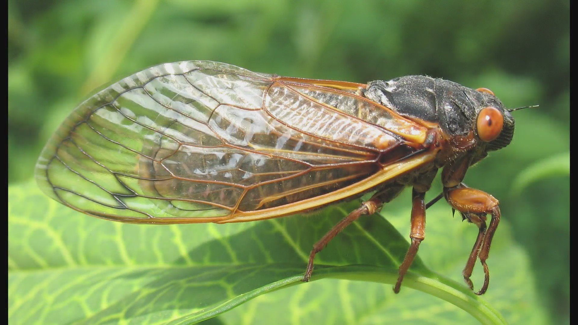 Cicadas will soon emerge and can damage young and unhealthy trees. Here ...