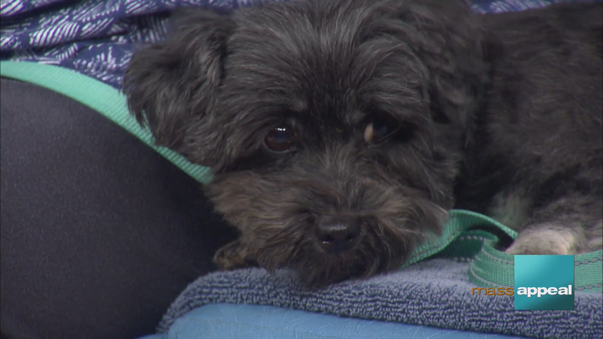 Mass Appeal Meet Bella Boop, an adorable Shih Tzu mix that will make a ...