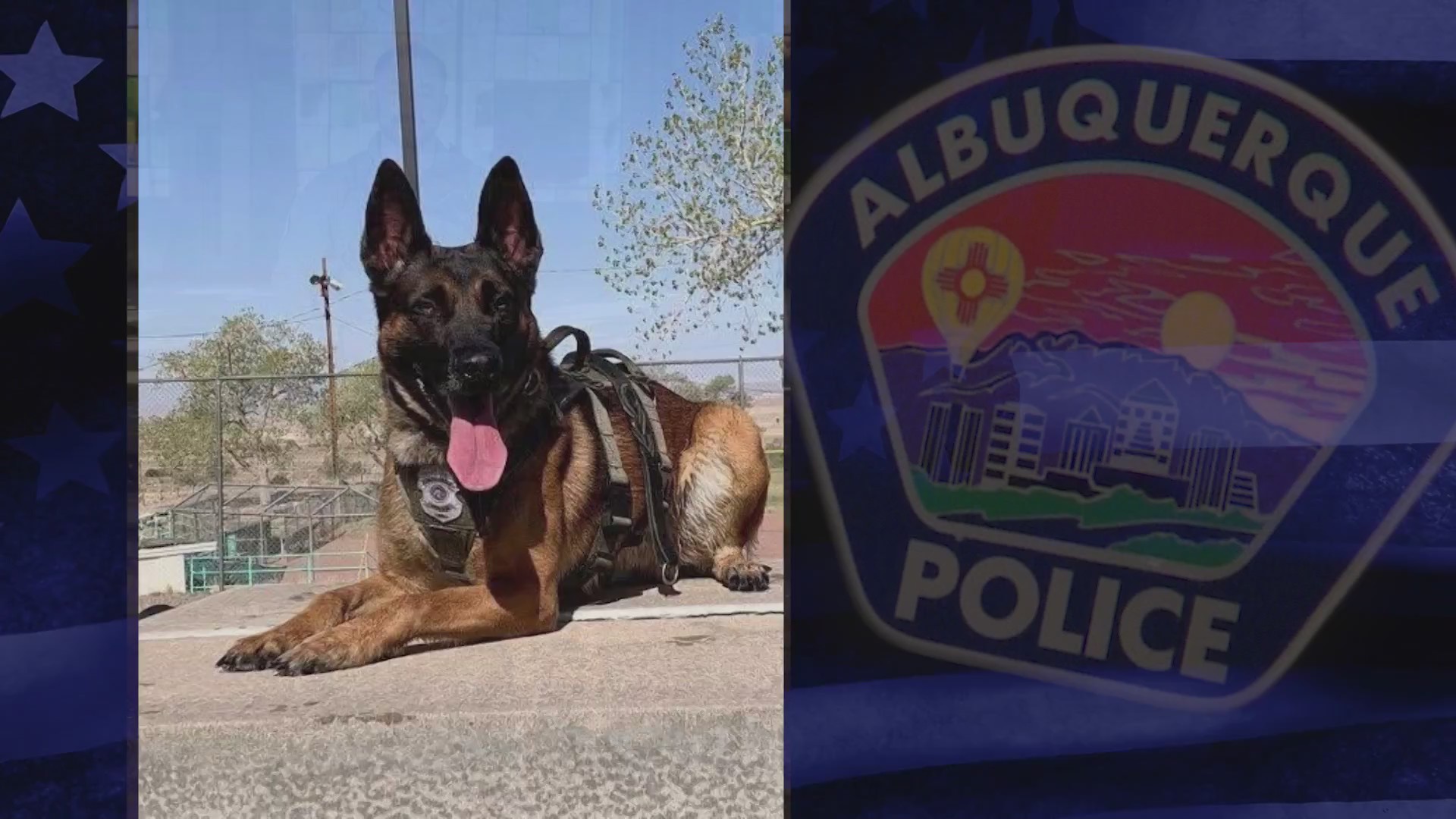 Fundraiser in honor of fallen APD K9 reaches $20,000 – KRQE NEWS 13 ...