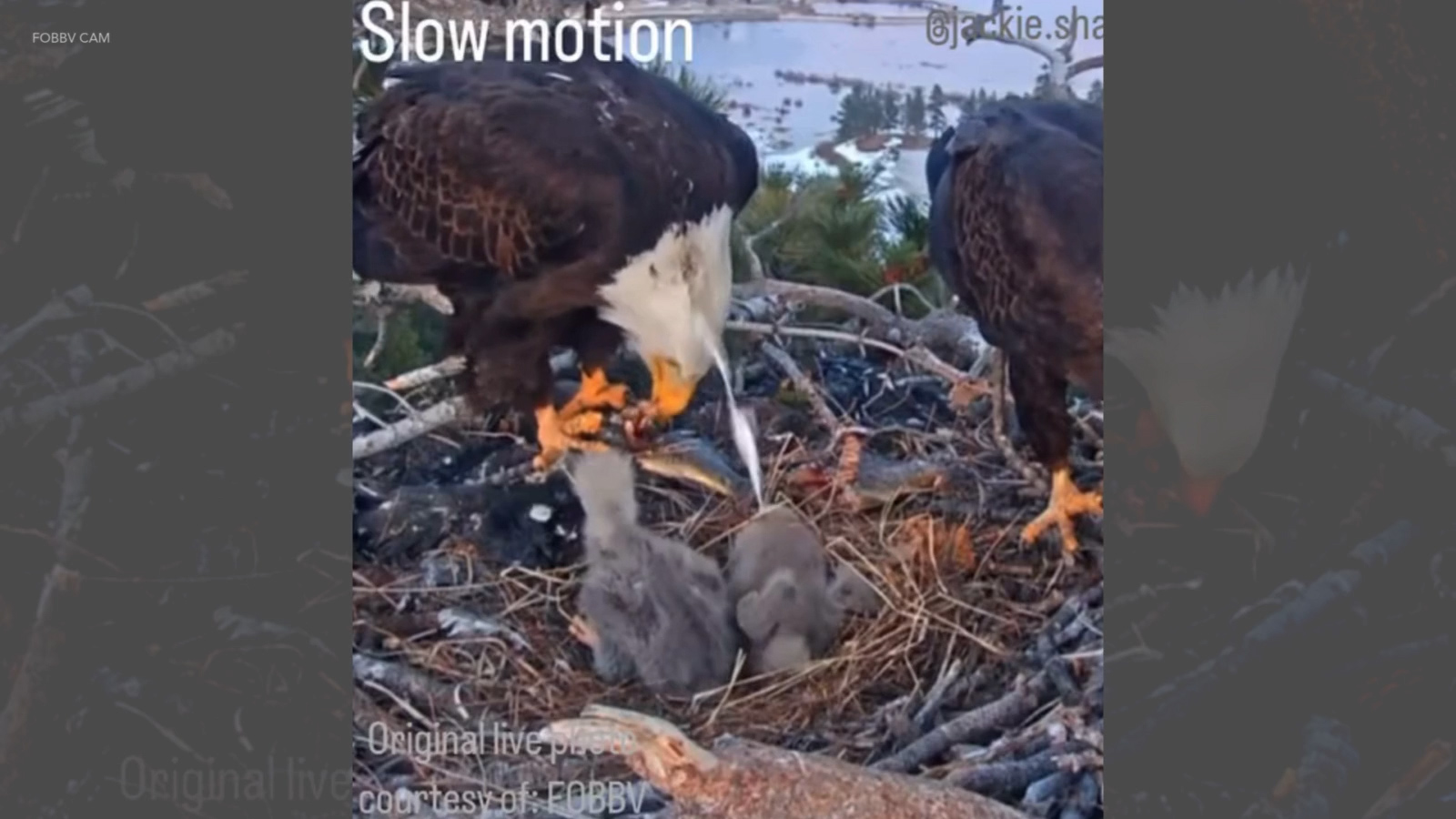 Hilarious bald eagle parenting moment captured on camera – KTLA