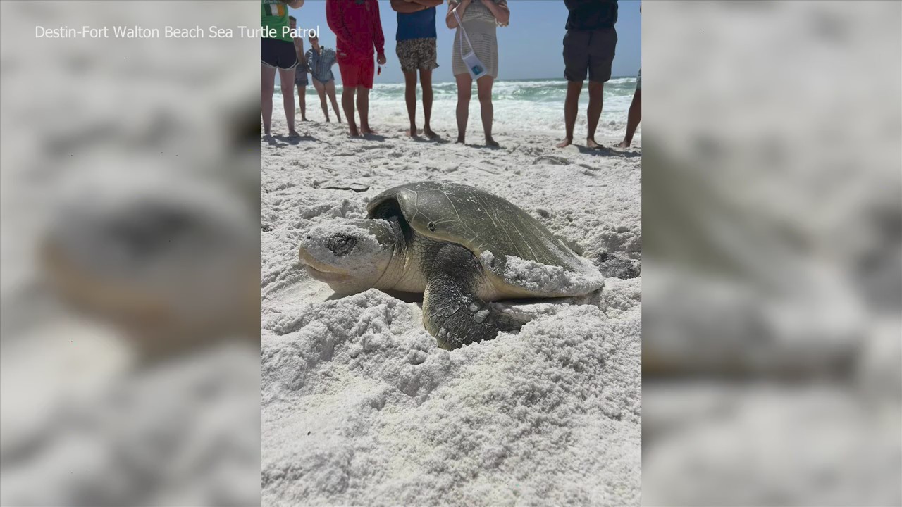 Beachgoers watch Kemp’s Ridley sea turtle lay nest in Destin – WKRG News 5