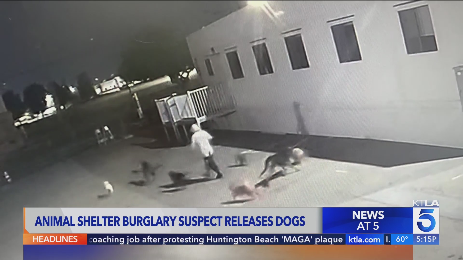Woman breaks into San Bernardino animal shelter, releases dogs – KTLA