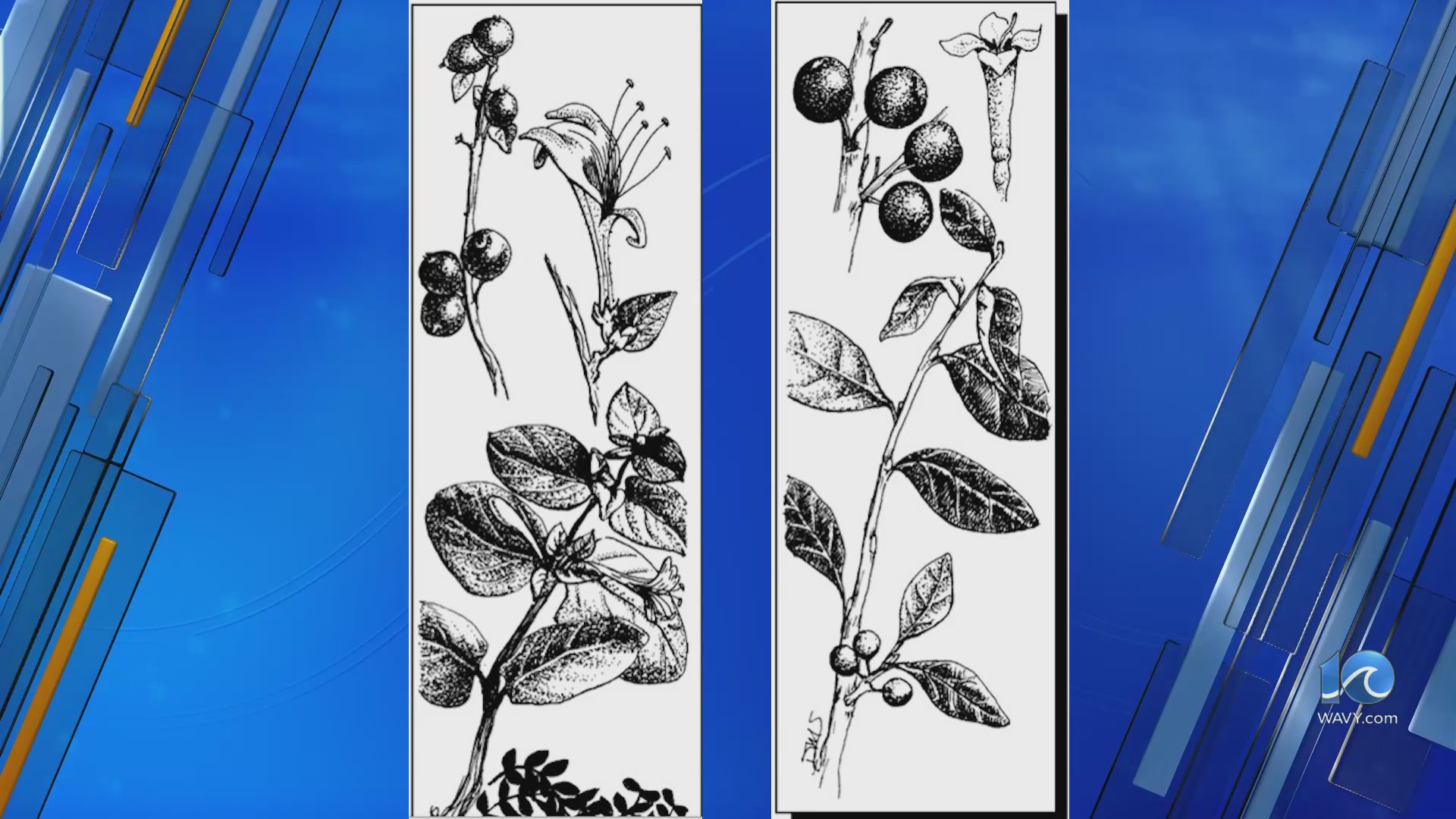 Invasive species impacts Virginia native plants every year – WAVY.com