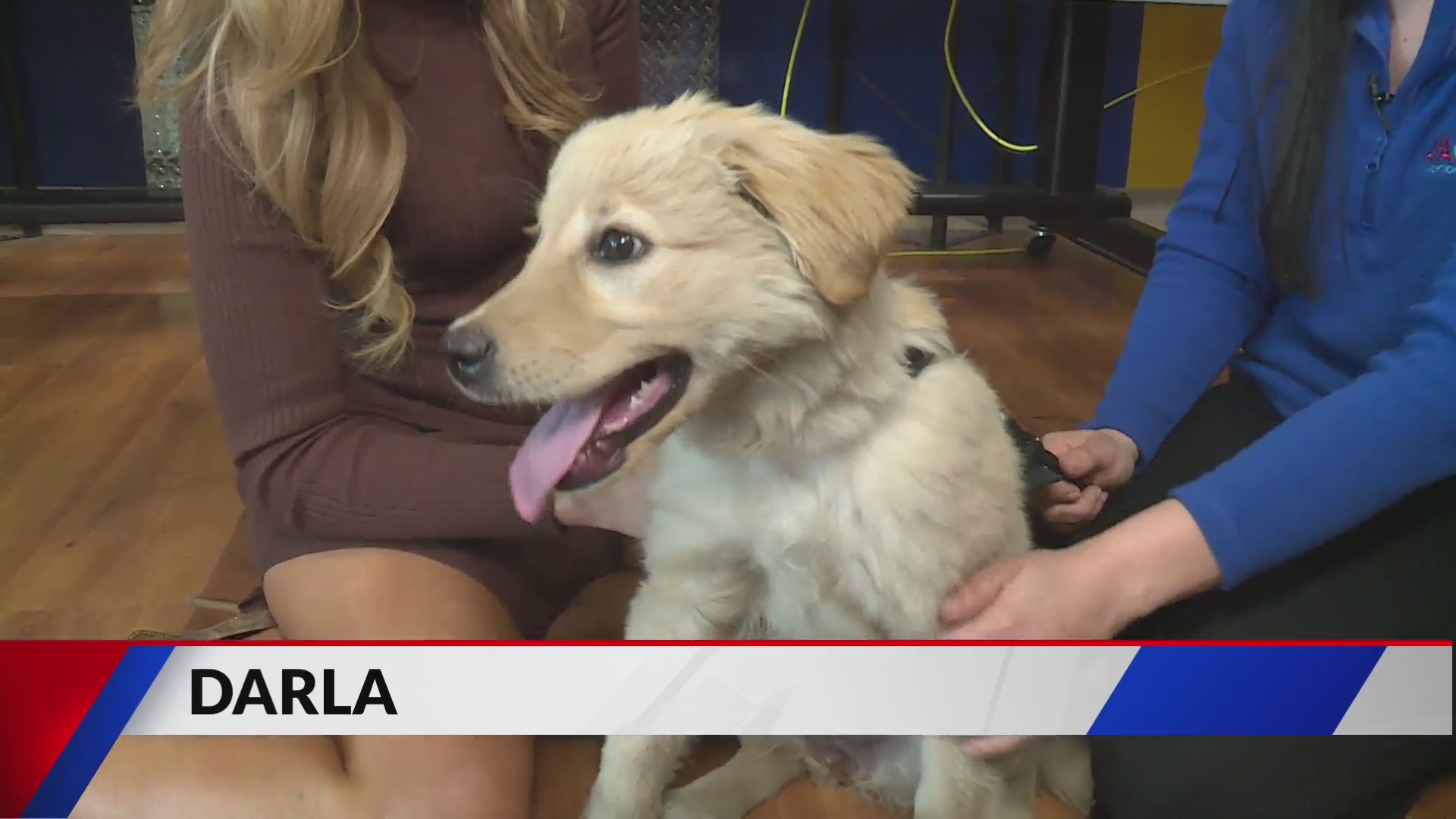 Adopt Darla the Dog – FOX 2