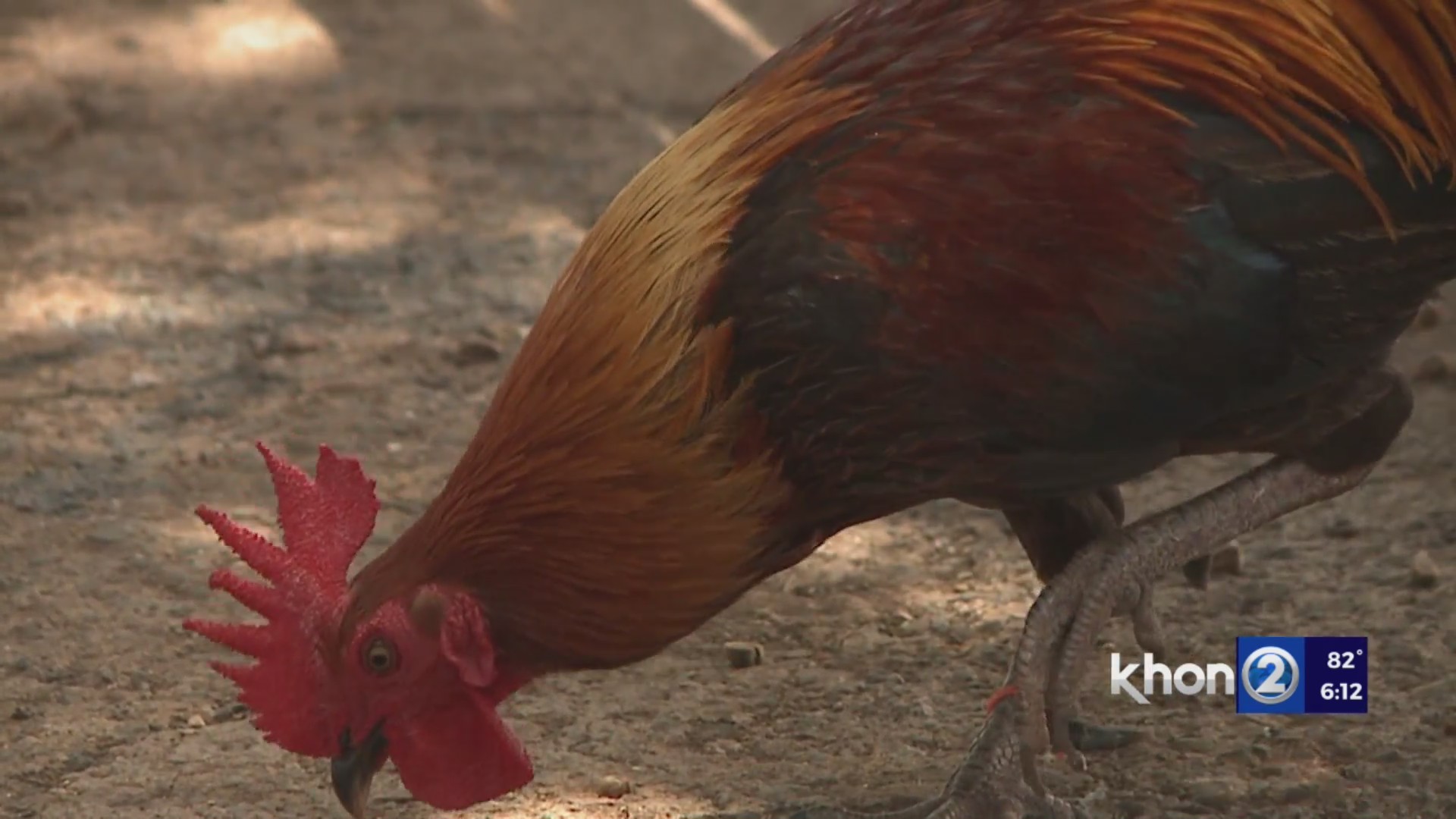 Oahu officials capture nearly 2K feral chickens since 2022 – KHON2