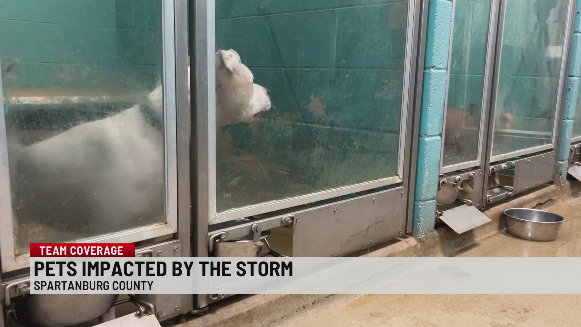 Spartanburg Humane Society tells residents to stop abandoning pets ...