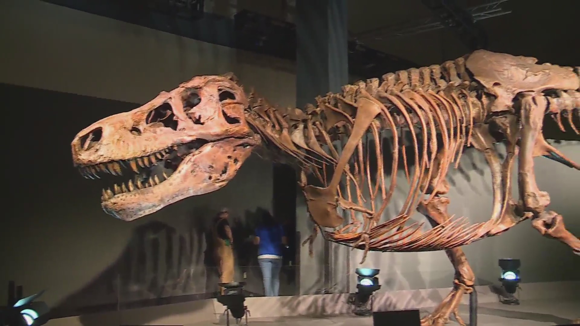 Sue: The T. rex Experience opens Saturday at Saint Louis Science Center ...