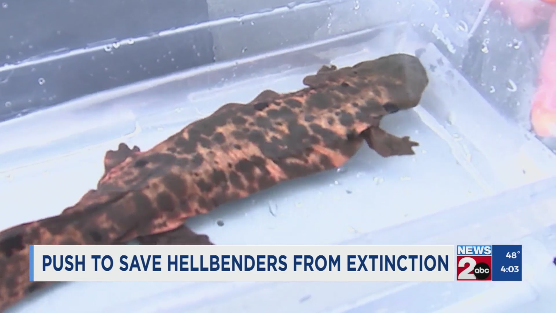 Push to save hellbenders from extinction – WKRN News 2