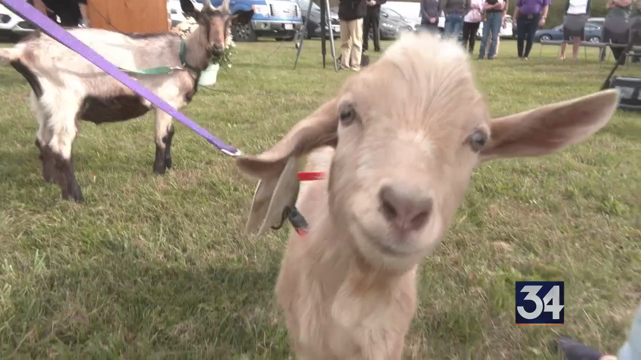 Susquehanna SPCA acquires massive farm in Cooperstown – WIVT – News 34