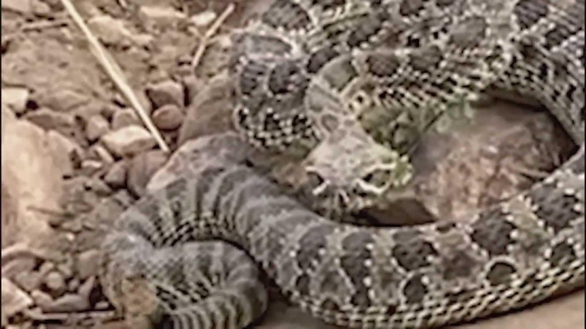 Are your dogs safe from Colorado rattlesnake season? – FOX31 Denver