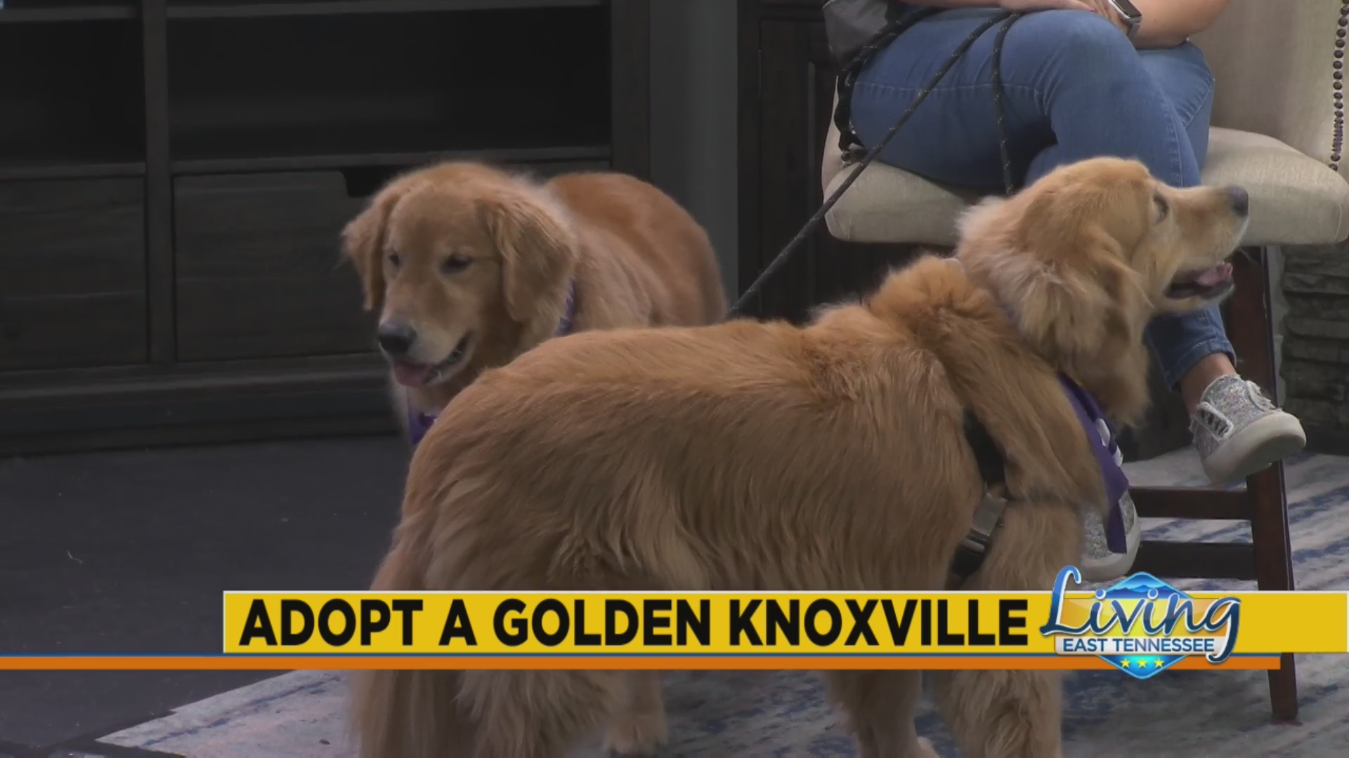Adopt A Golden Knoxville