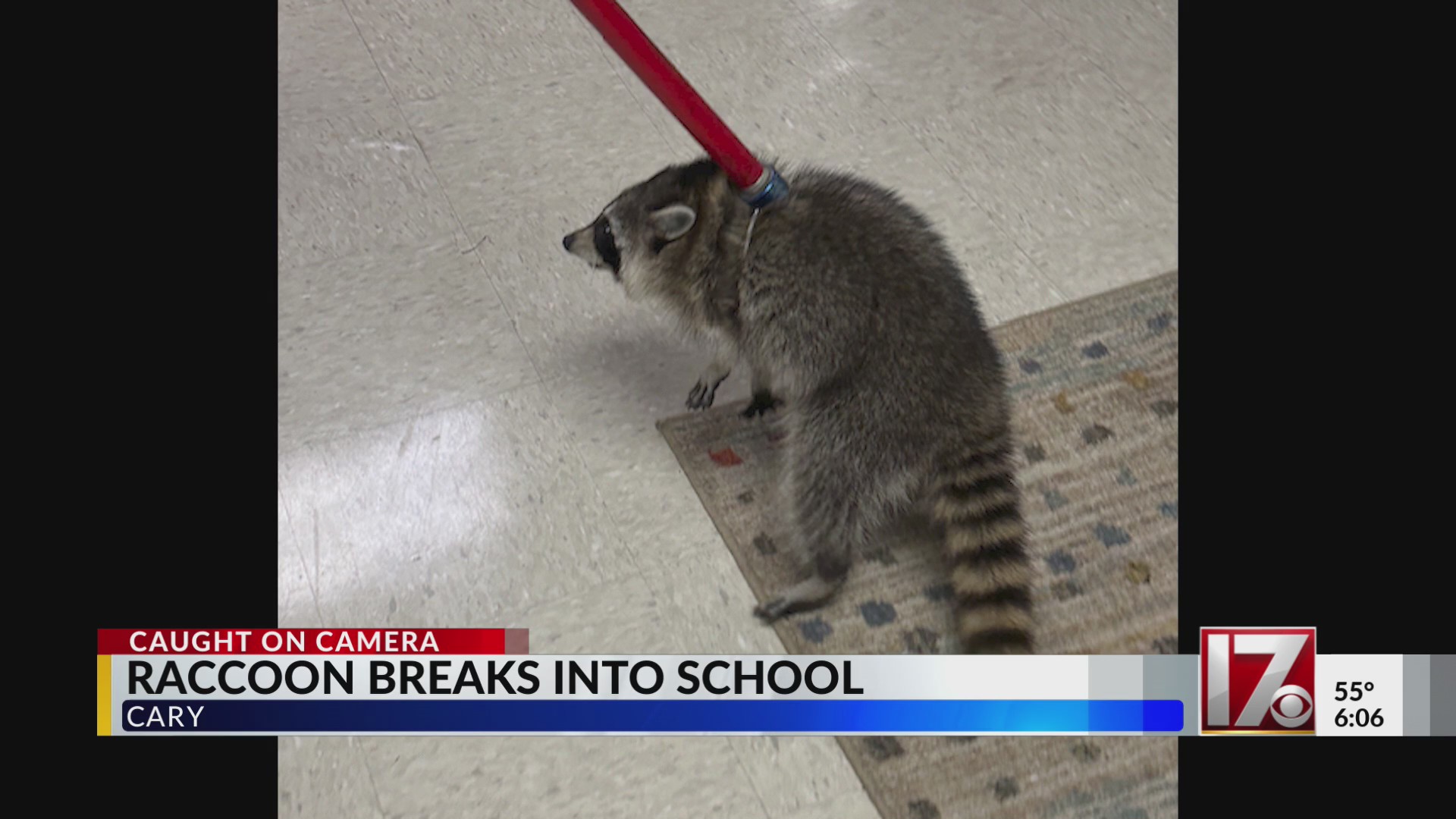 Raccoon breaks into Cary preschool – CBS17.com
