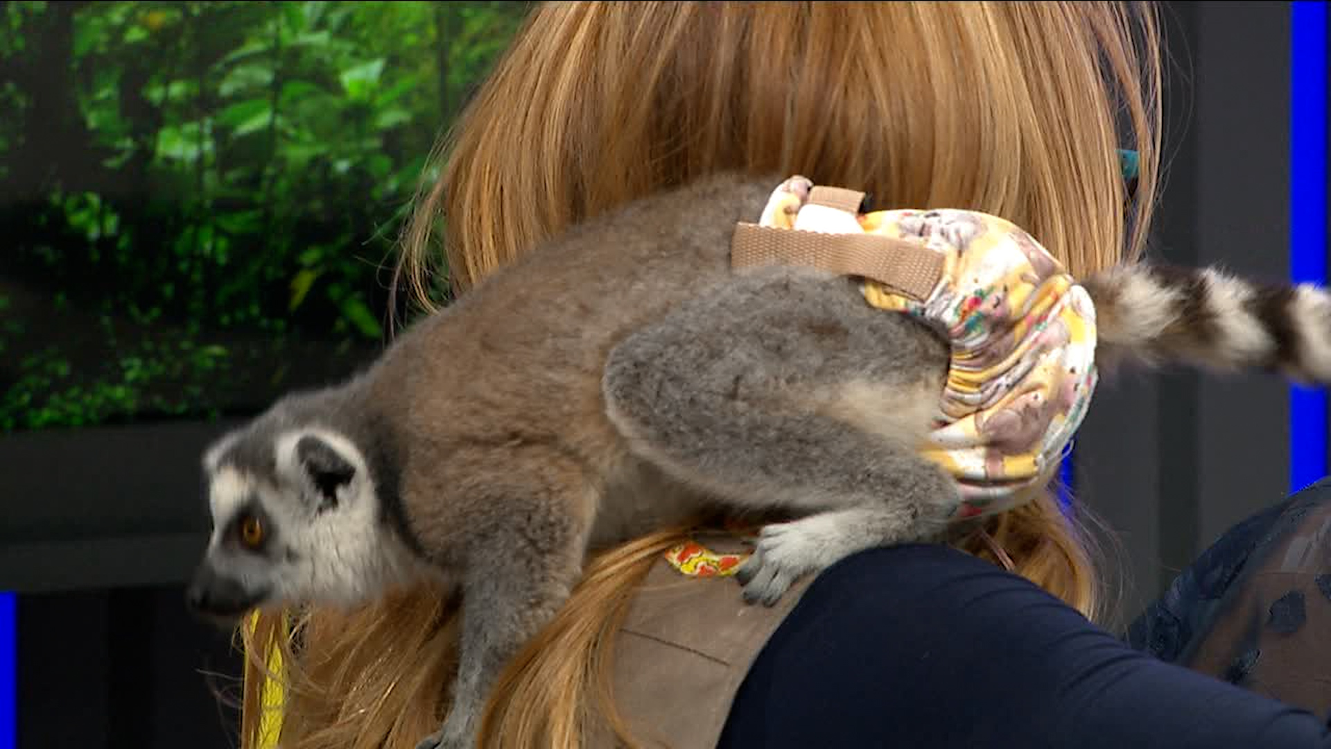 Meet Eclipse the Lemur with Silly Safaris! – 4/26/24 – Fox 59