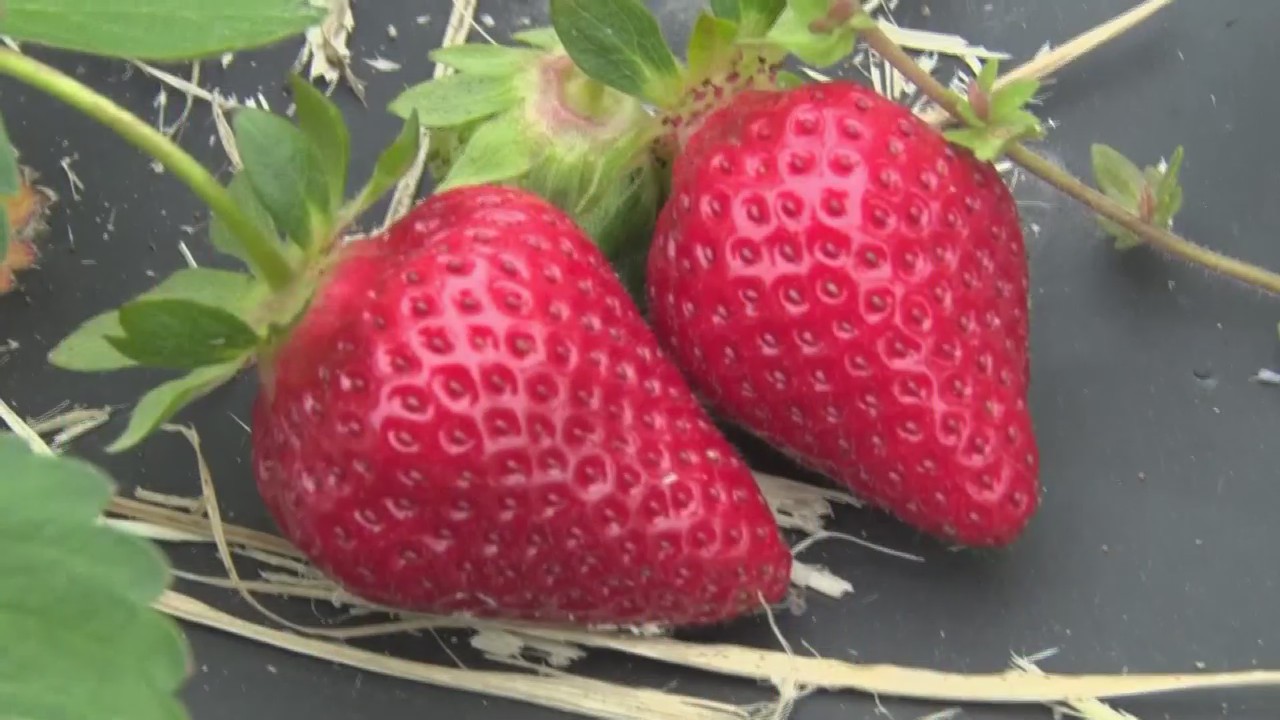 Sunset Berry Farm finding new ways to serve their community – WVNS