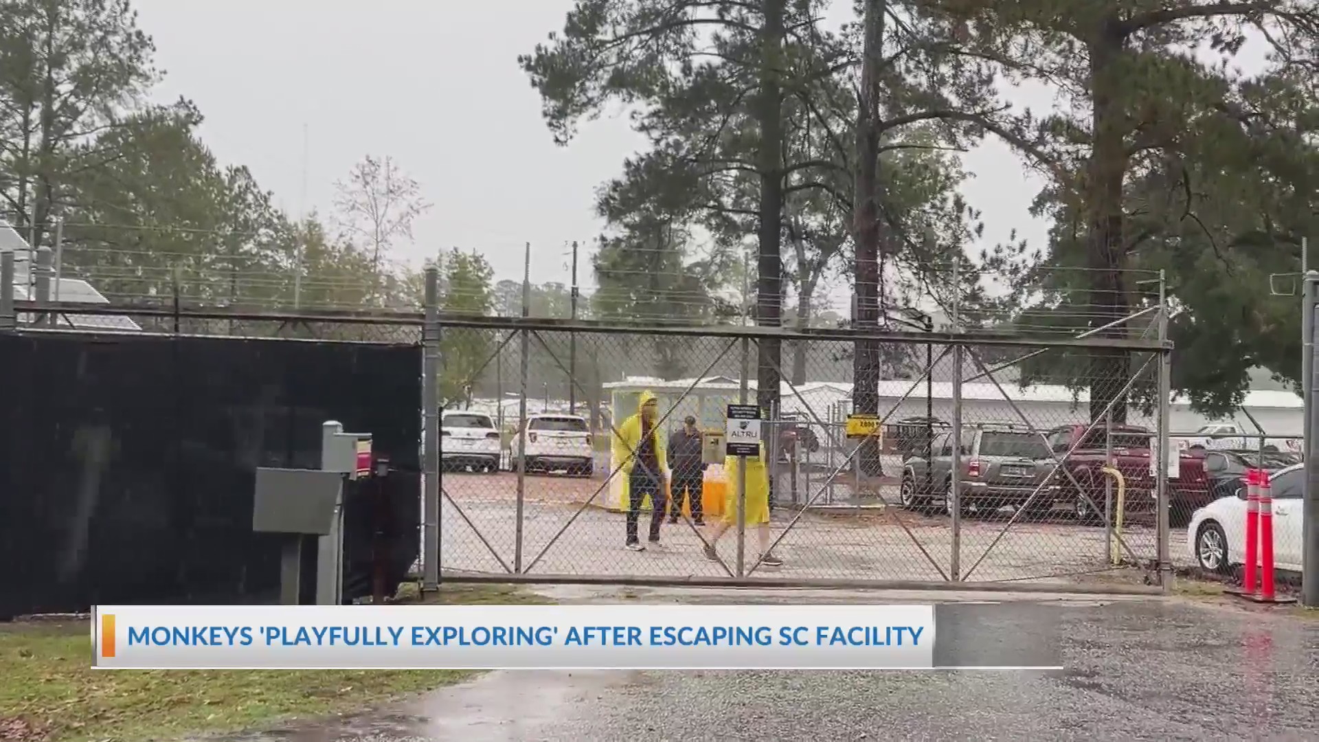 Monkeys ‘playfully exploring’ after escaping SC facility – WCBD News 2