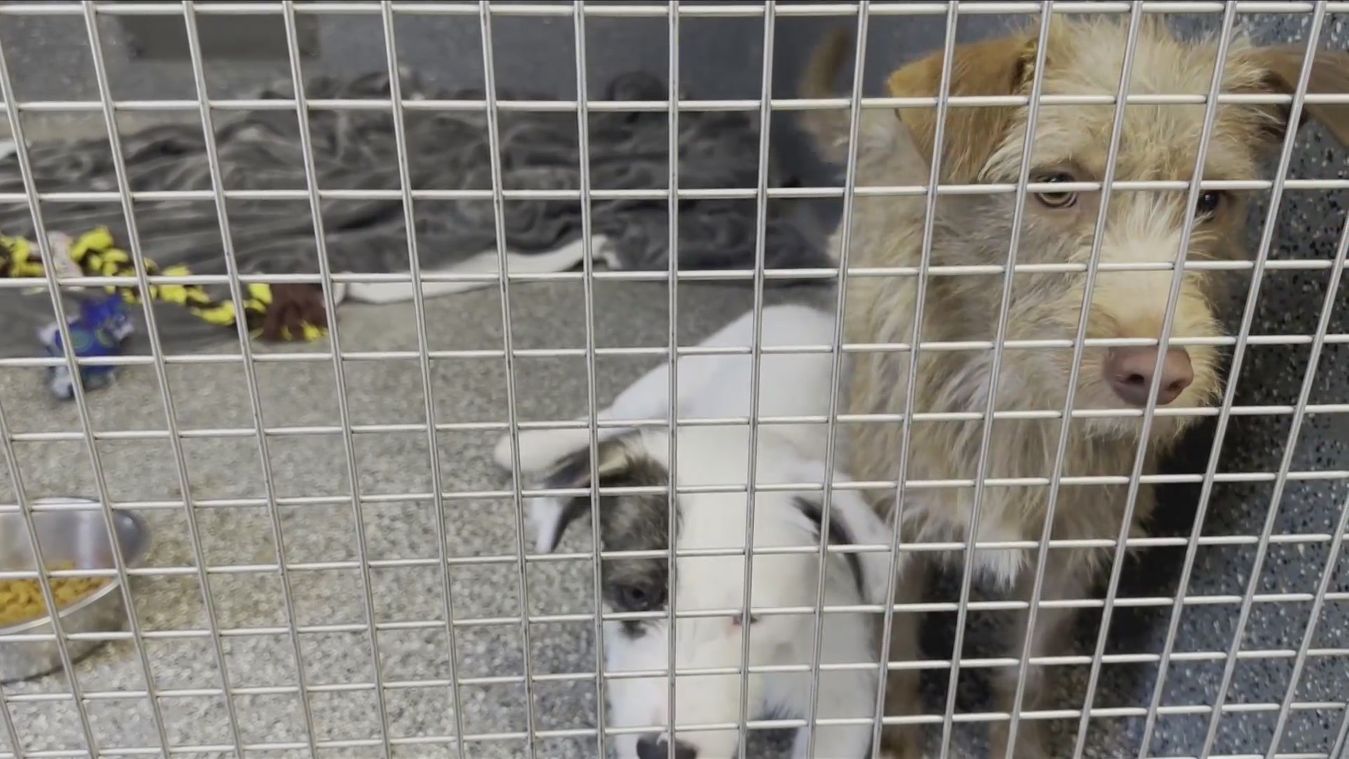 Animal shelter in Fresno sees an influx in rescues after 4th of July ...