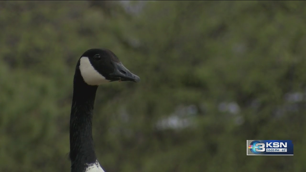 Fowl Play: Goose attacks 6-year-old visiting Wichita – KSN-TV
