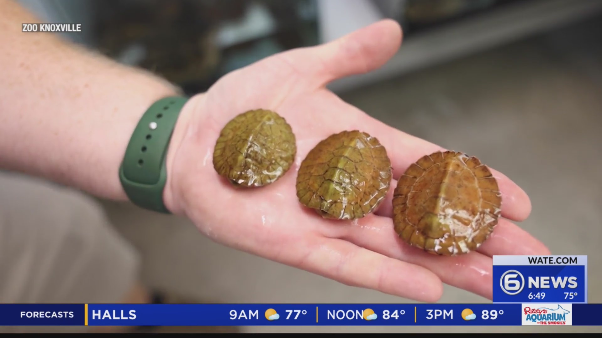 Zoo Knoxville celebrating rare baby turtles – WATE 6 On Your Side