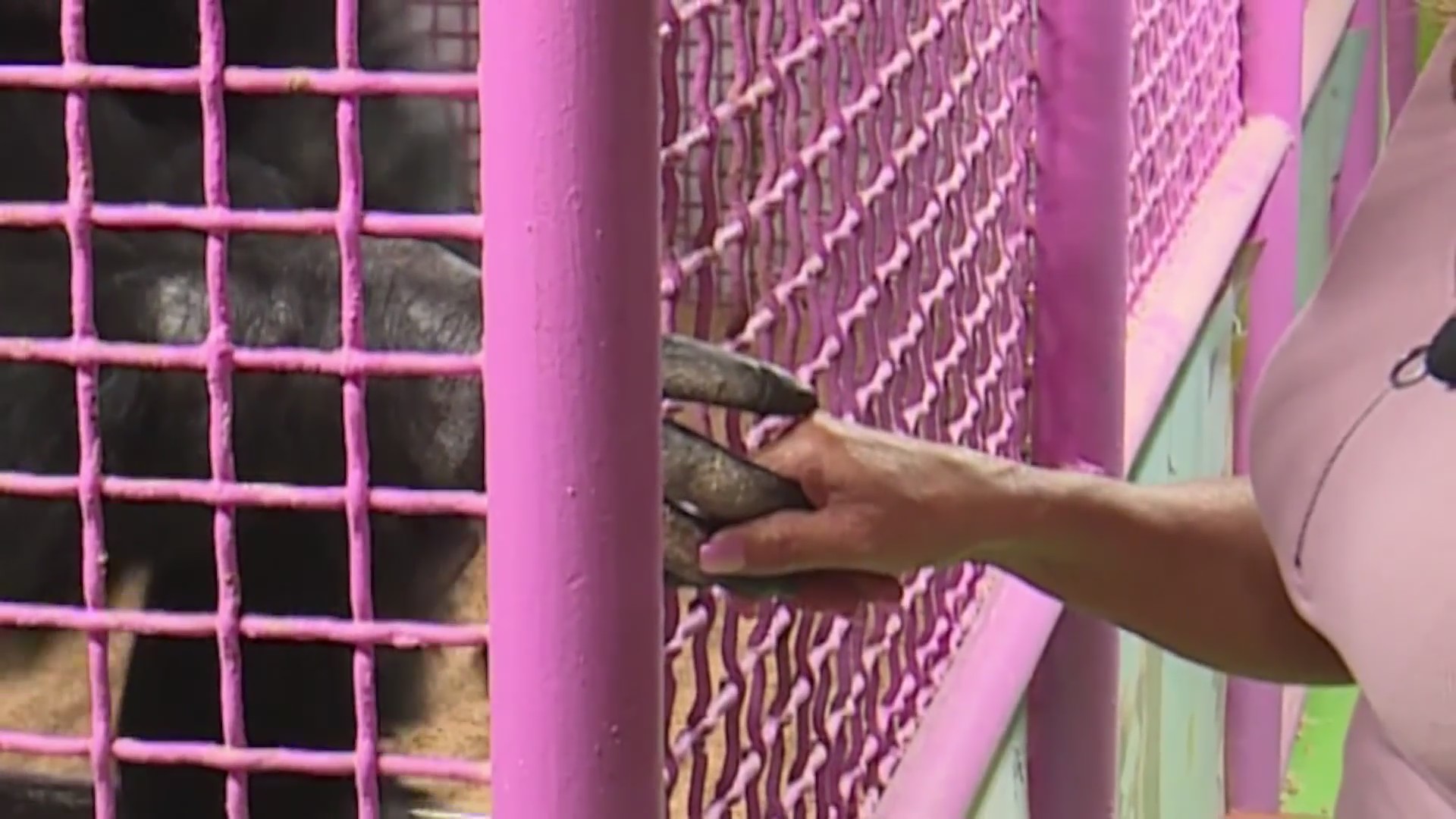 Chimp Crazy’s Tonia Haddix sentenced to 46 months in prison – FOX 2