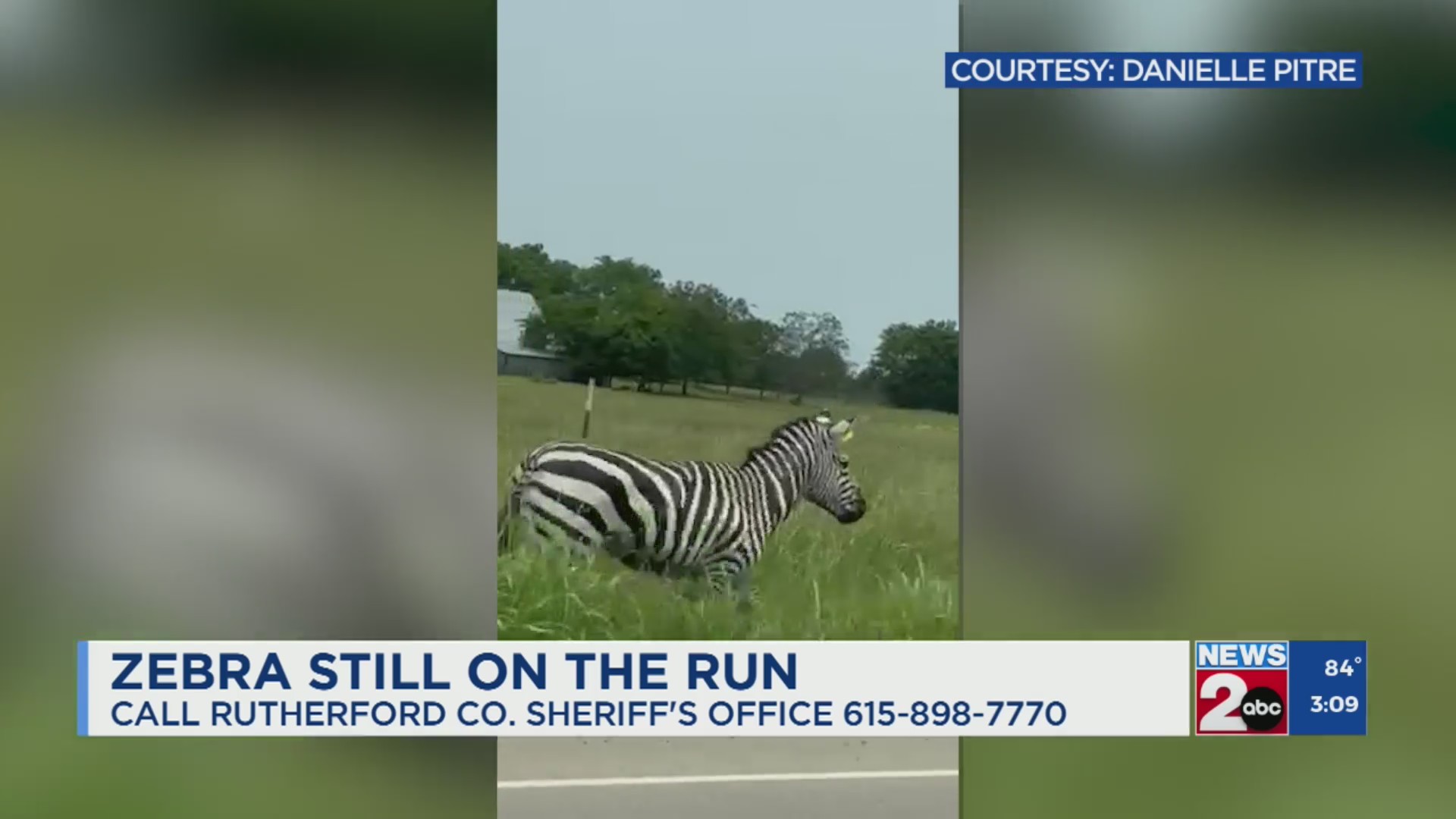 Middle TN zebra still on the run – WKRN News 2