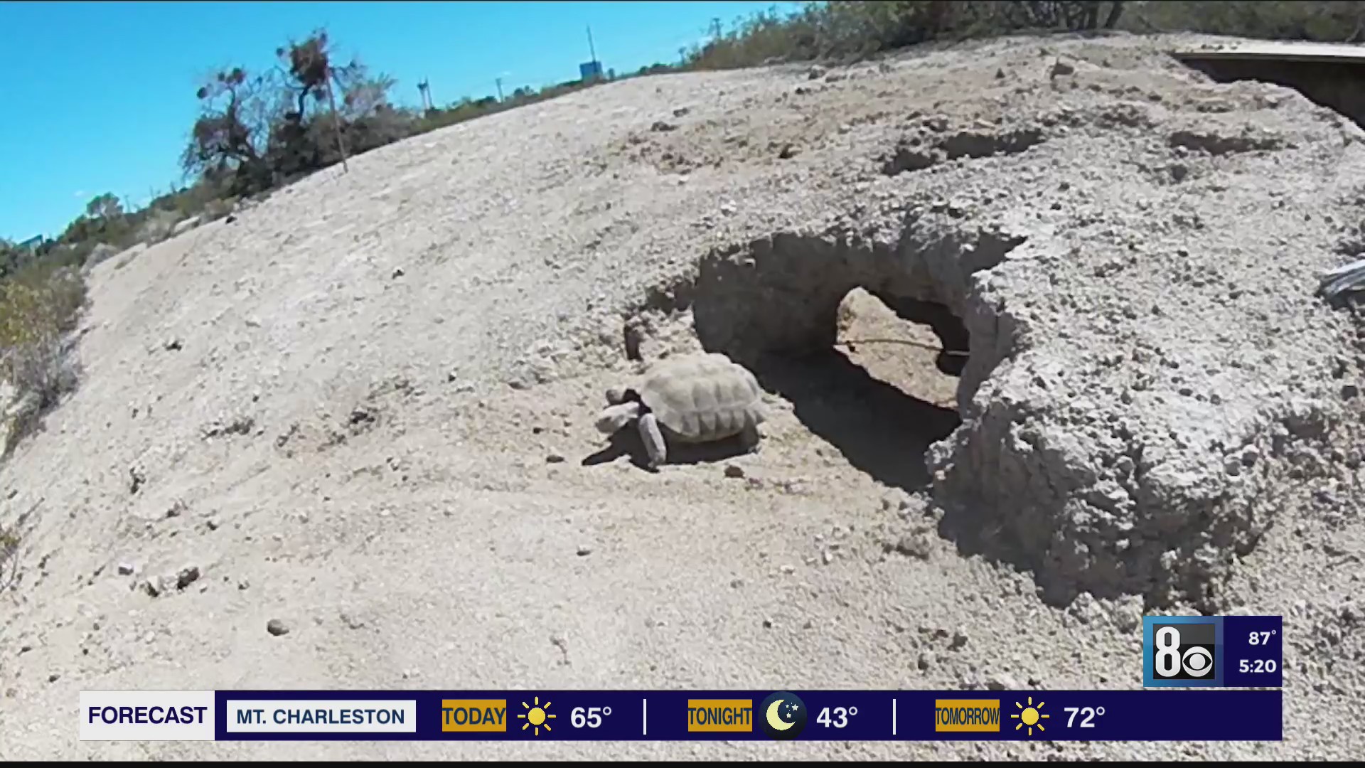 Mojave Max arrives late breaking previous record, signaling spring in ...