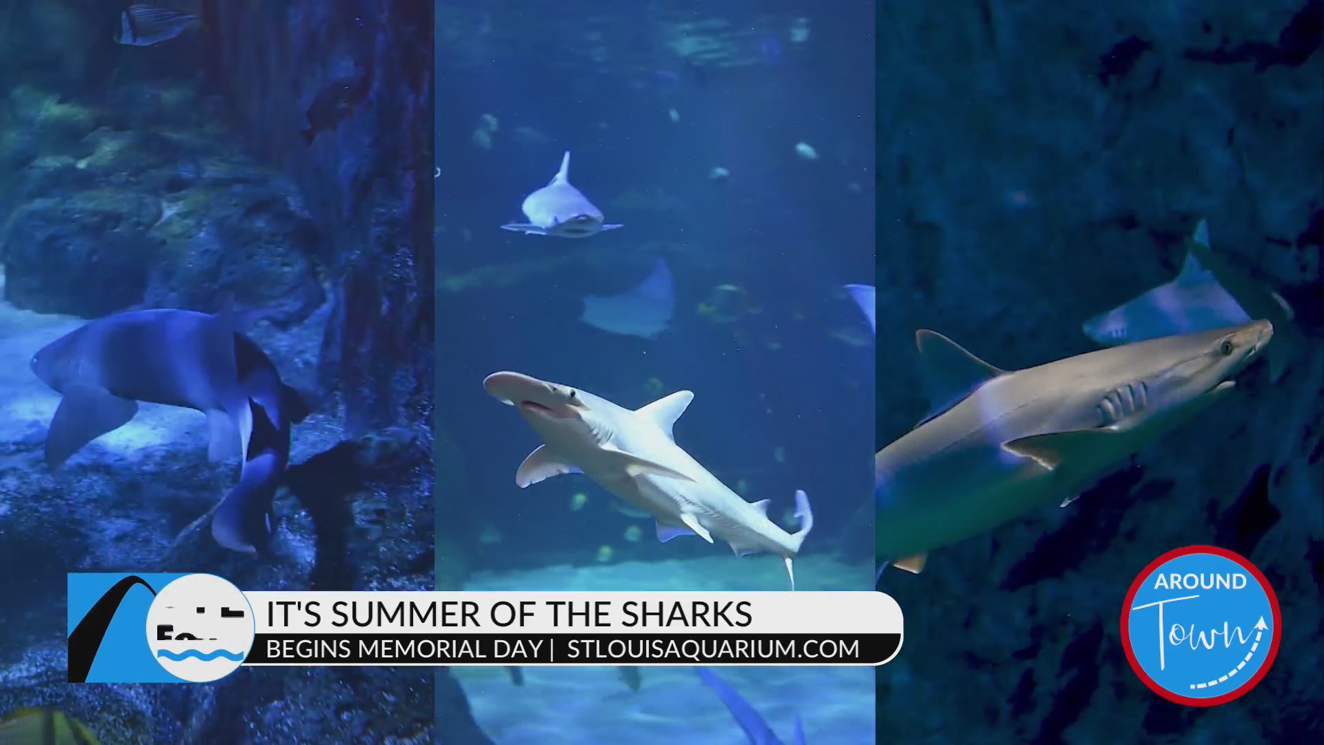 Visit the Summer of the Sharks exhibit at St. Louis’ USA Today ...