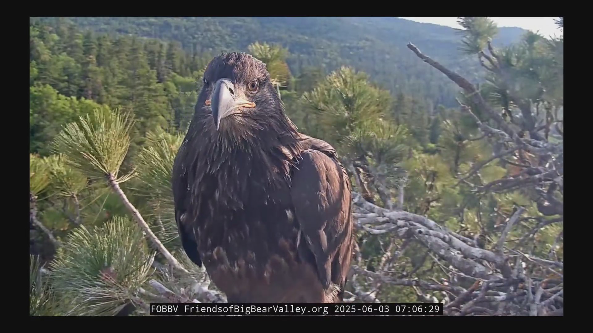 9@9: Is one of our beloved Big Bear Lake eaglets about to fly for the first time? – WGN-TV