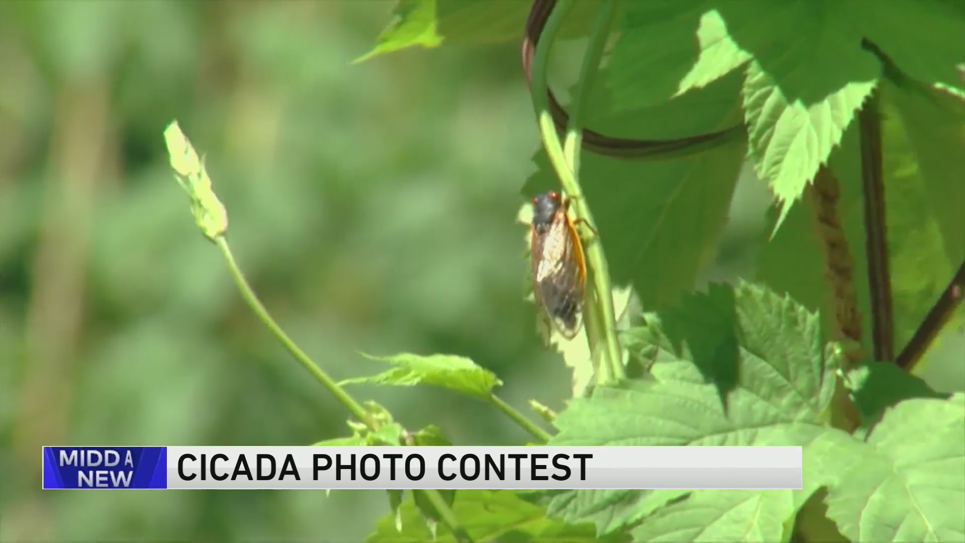 Win some cash! Enter the Cook County cicada photo contest – WGN-TV
